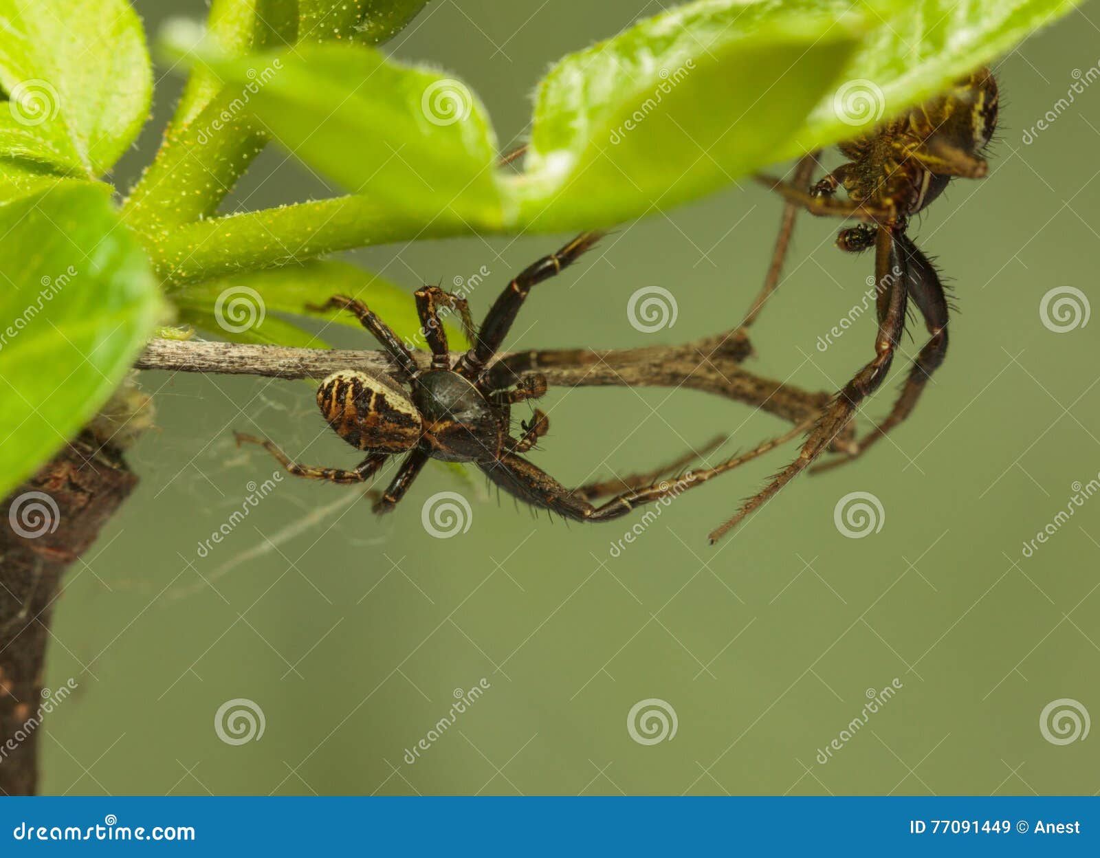 Two spiders battle stock image. Image of predator, combat - 77091449
