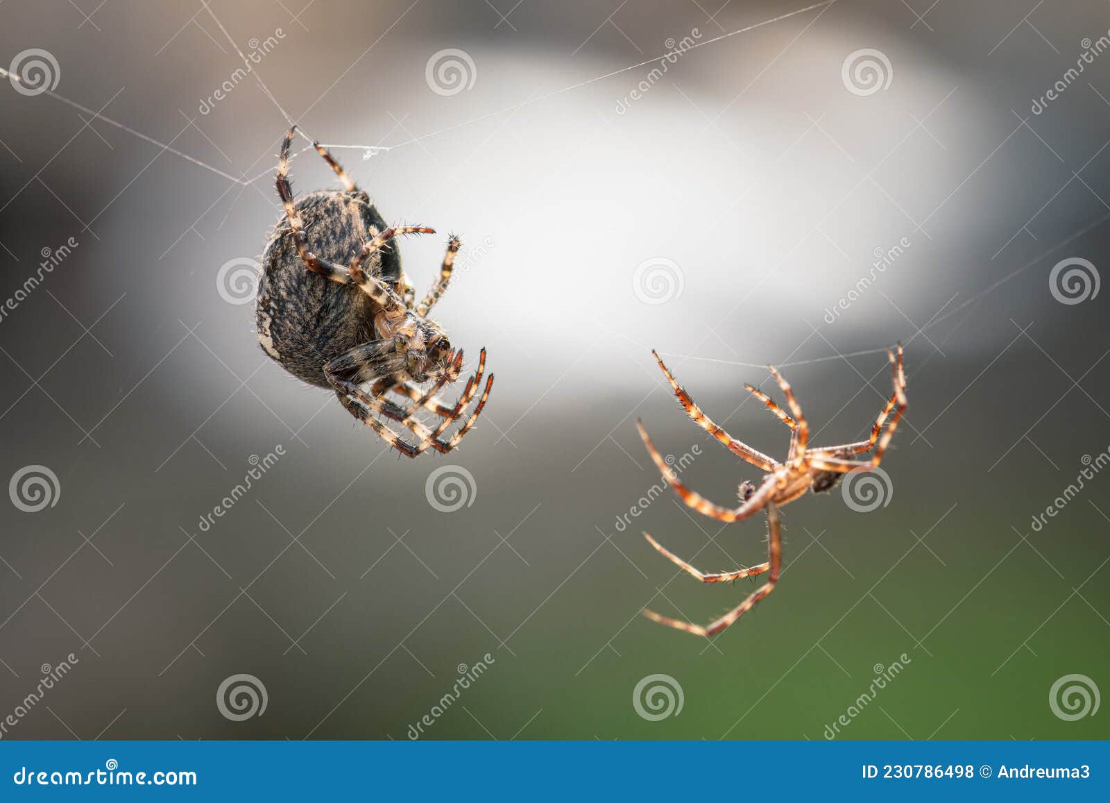 Two spiders on the web stock photo. Image of insects - 230786498