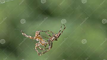 Two spiders fighting stock photo. Image of spiders, animals - 6396264