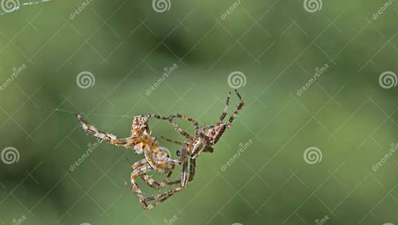 Two spiders fighting stock photo. Image of spiders, animals - 6396264