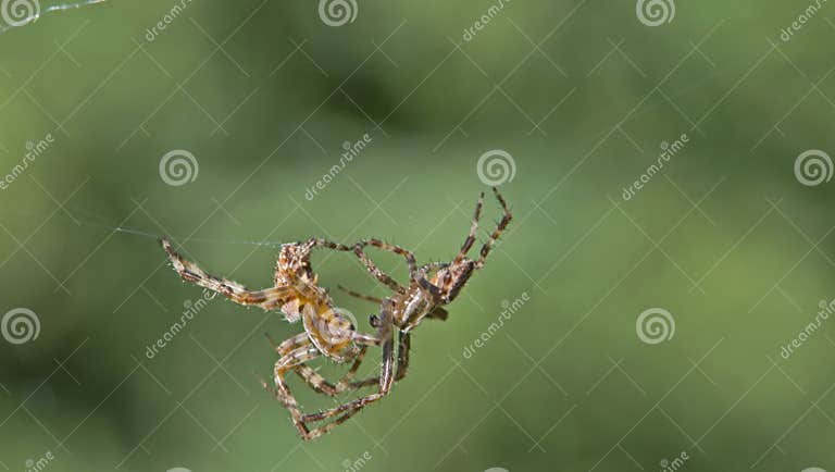 Two spiders fighting stock photo. Image of spiders, animals - 6396264