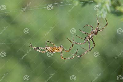 Two spiders fighting stock image. Image of wild, hanging - 6396529