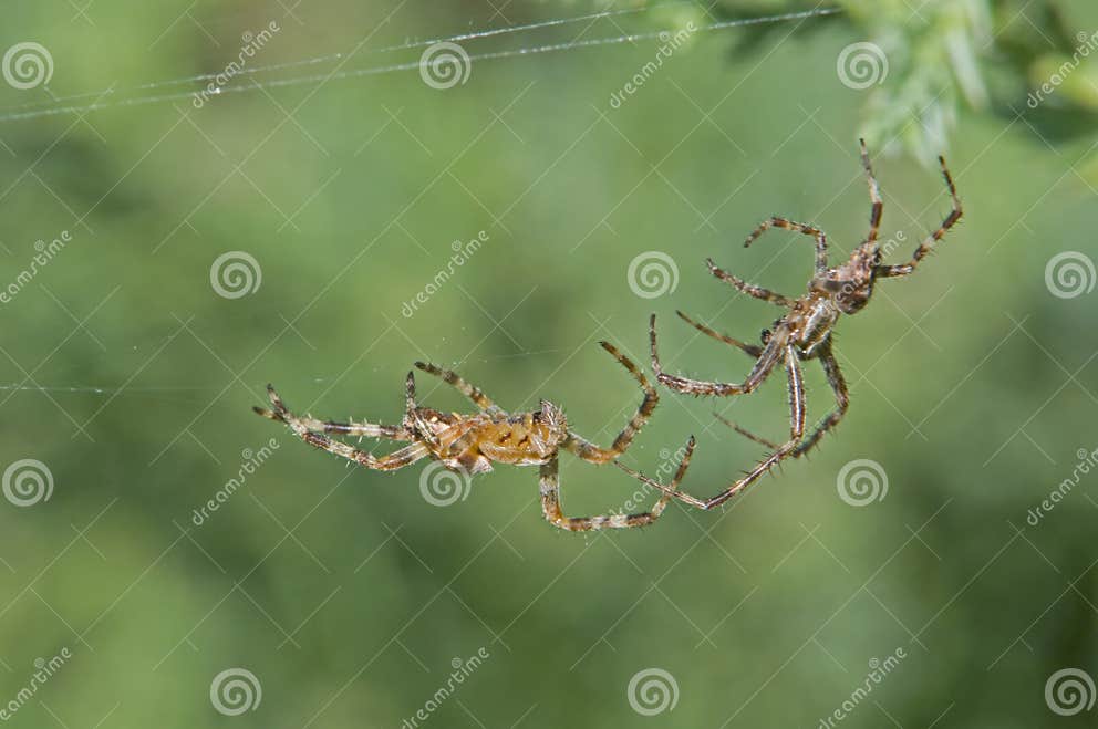 Two spiders fighting stock image. Image of wild, hanging - 6396529