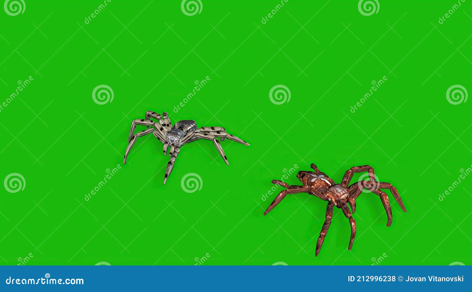 Two Spiders on Green Screen Creepy Crawling Stock Illustration ...