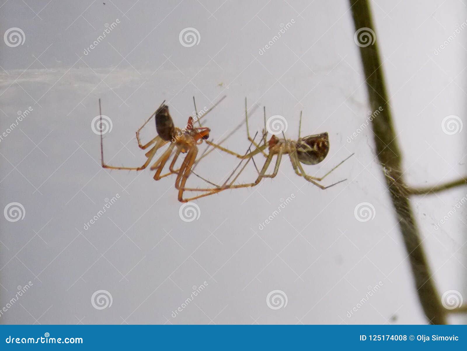 Spiders in love stock photo. Image of macro, nature - 125174008