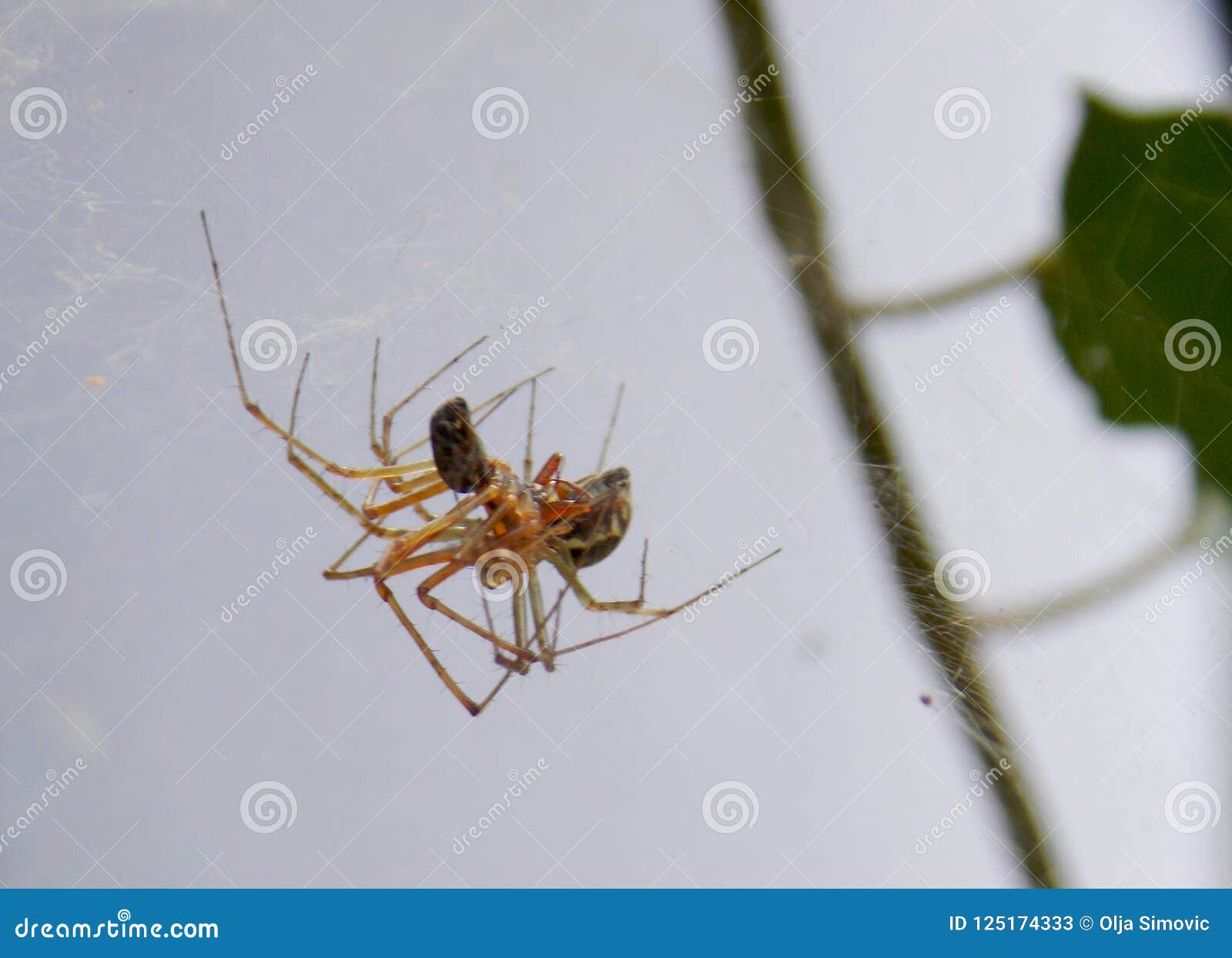 Spiders in love stock image. Image of spiders, plant - 125174333