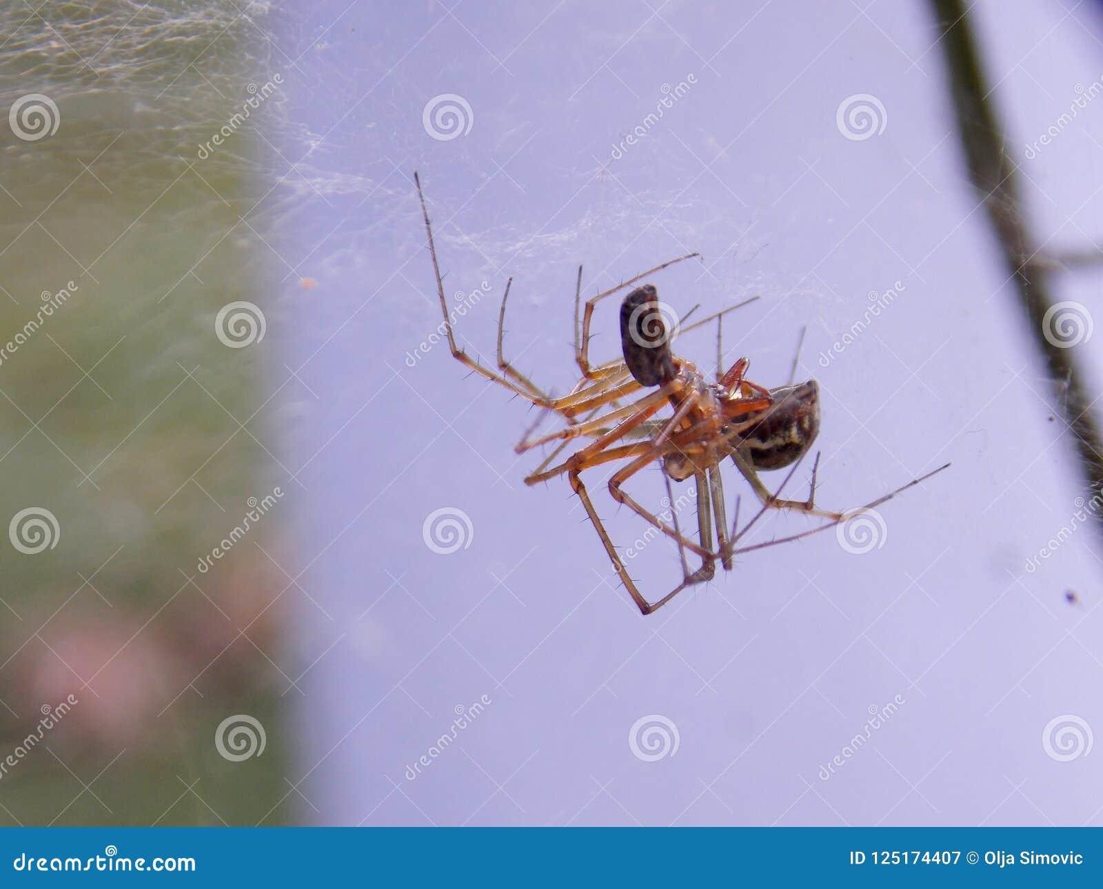 Spiders in love stock image. Image of spiderweb, legs - 125174407