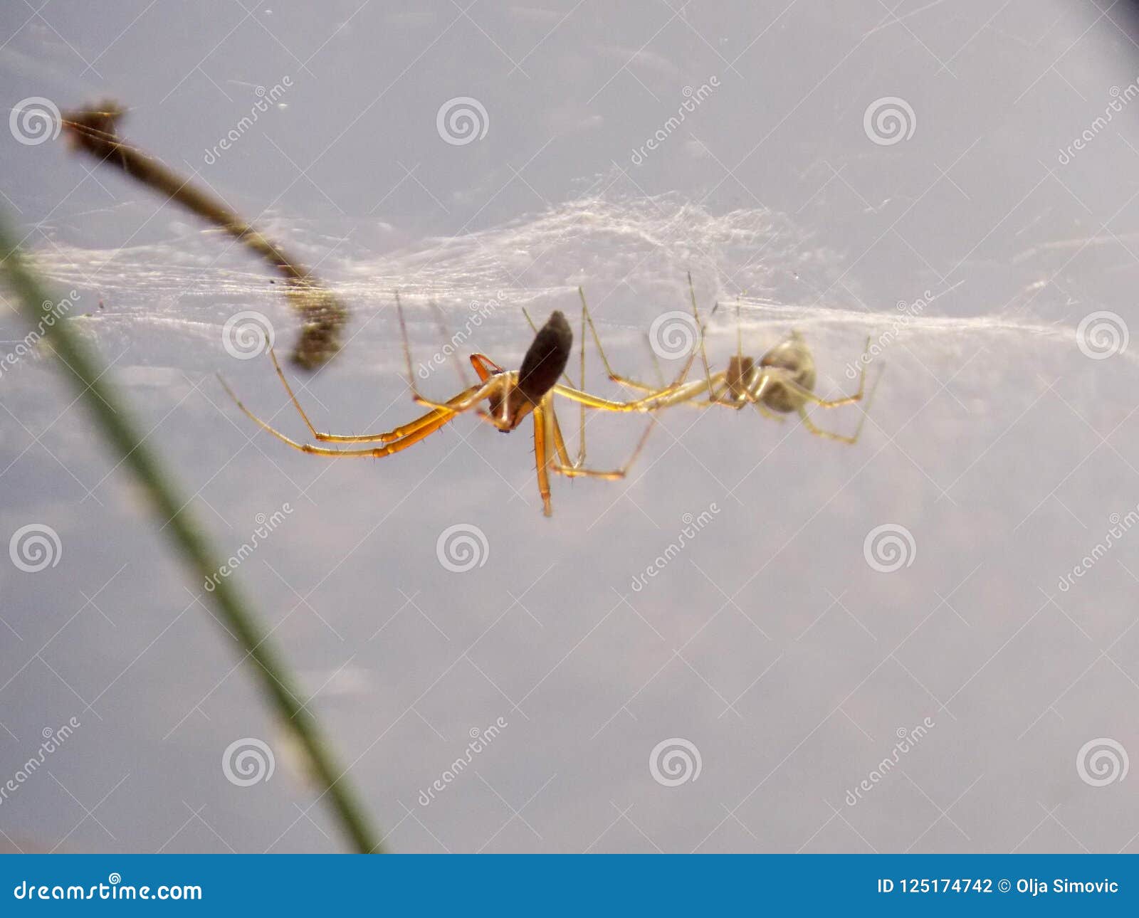 Spiders in love stock photo. Image of spiderweb, small - 125174742