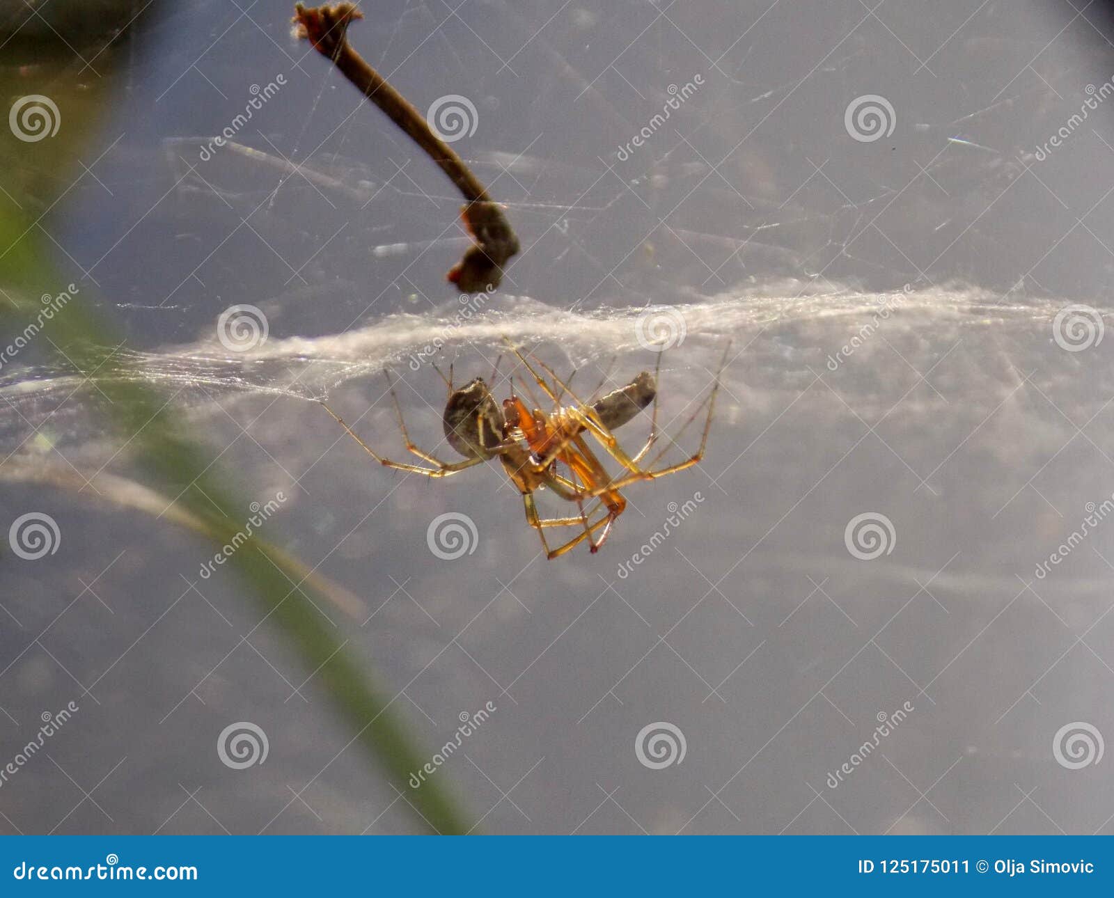 Spiders in love stock image. Image of small, plant, spider - 125175011
