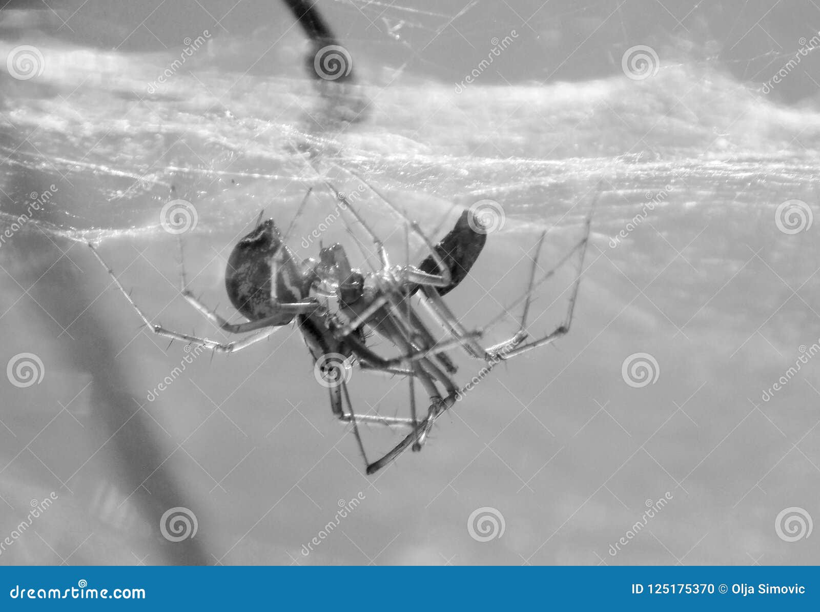 Spiders in love stock photo. Image of nature, little - 125175370