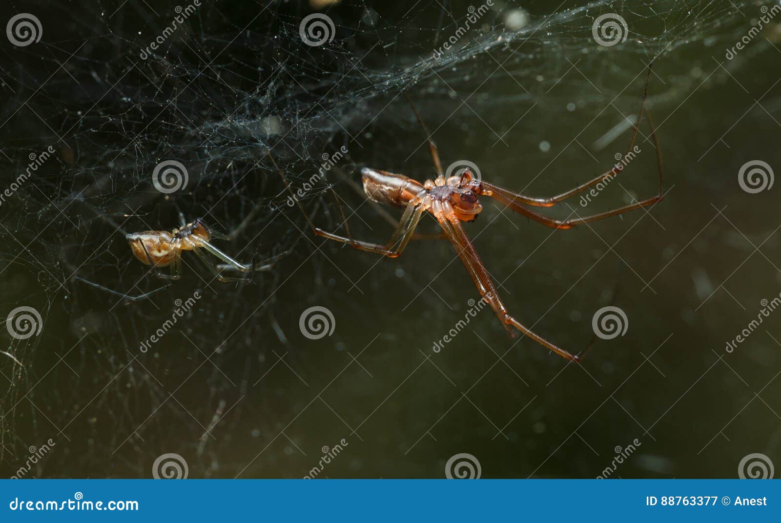 Two spiders stock image. Image of spider, wildlife, wild - 88763377