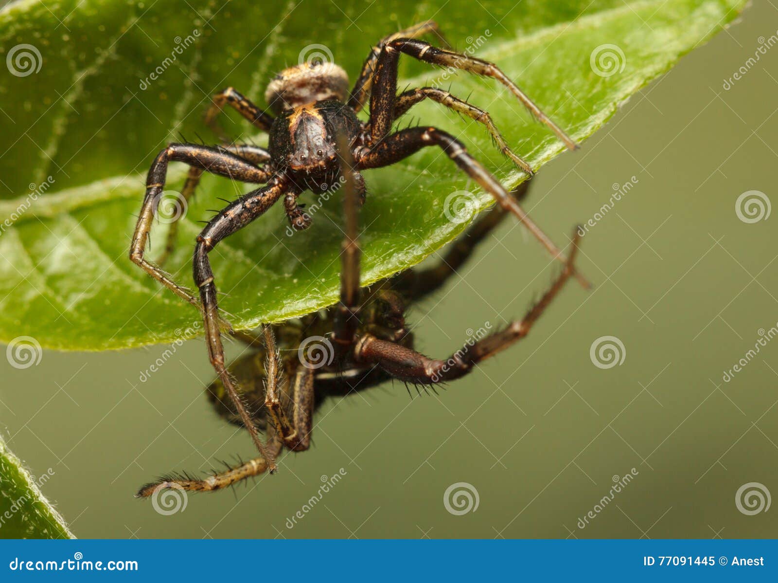 Two spiders roommates stock image. Image of creature - 77091445