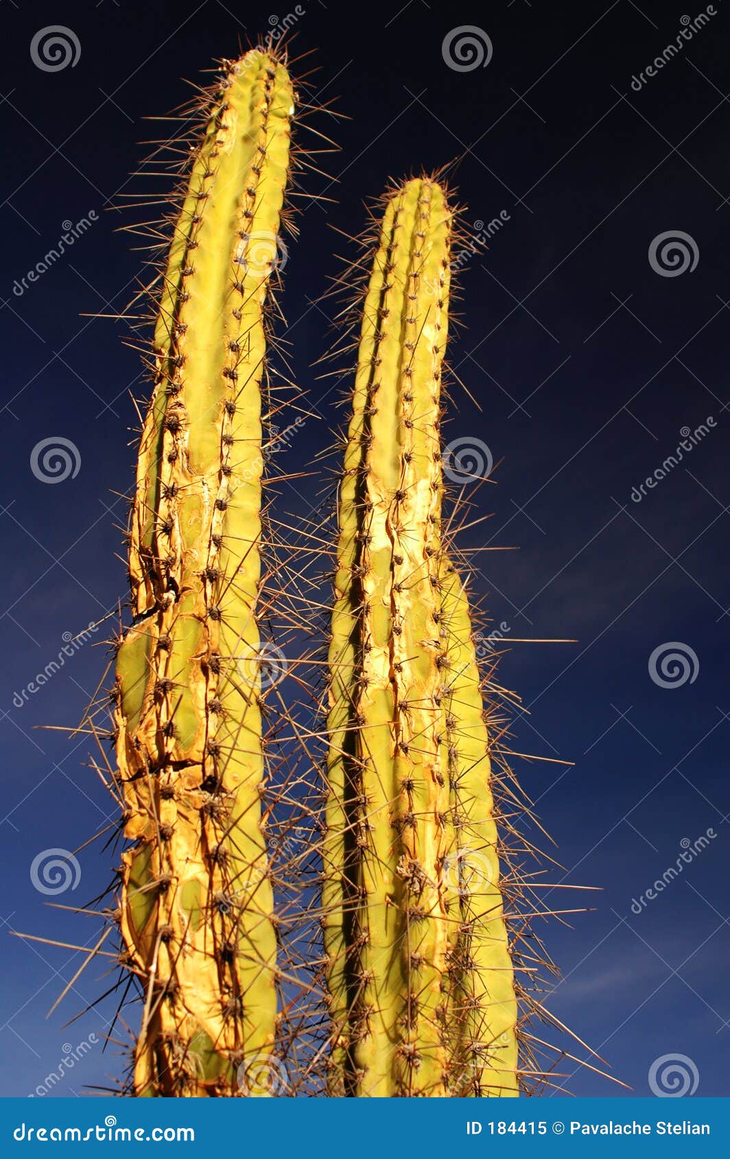 Two spiny Cactus #1 stock image. Image of spikes, canyon - 184415