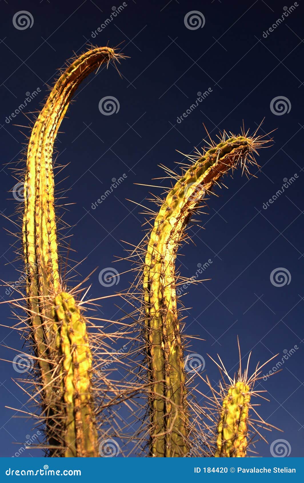 Two spiny Cactus #2 stock photo. Image of ironrodart, plant - 184420