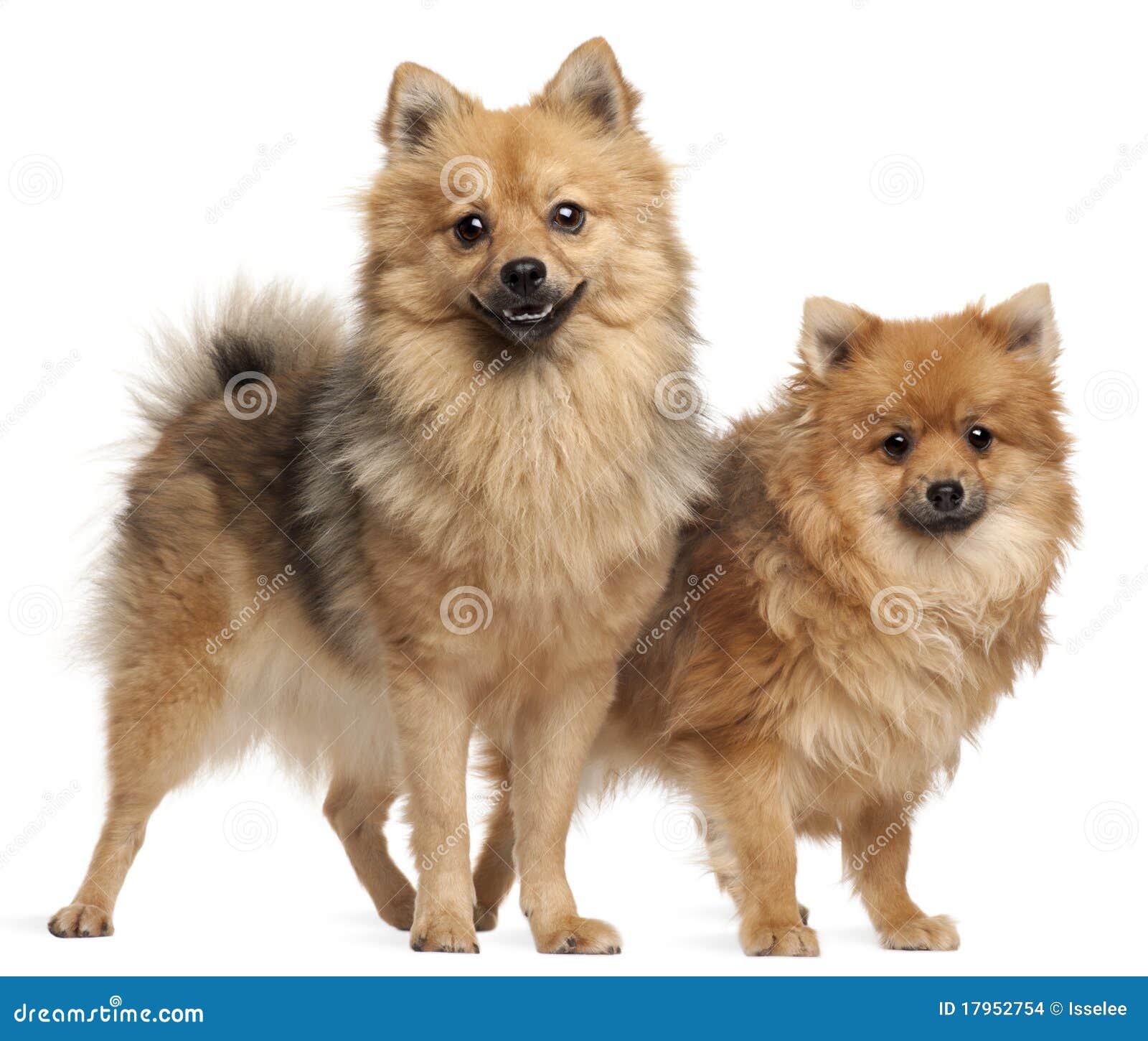 3,779 Spitz Dogs Photos - Free & Royalty-Free Stock Photos from Dreamstime