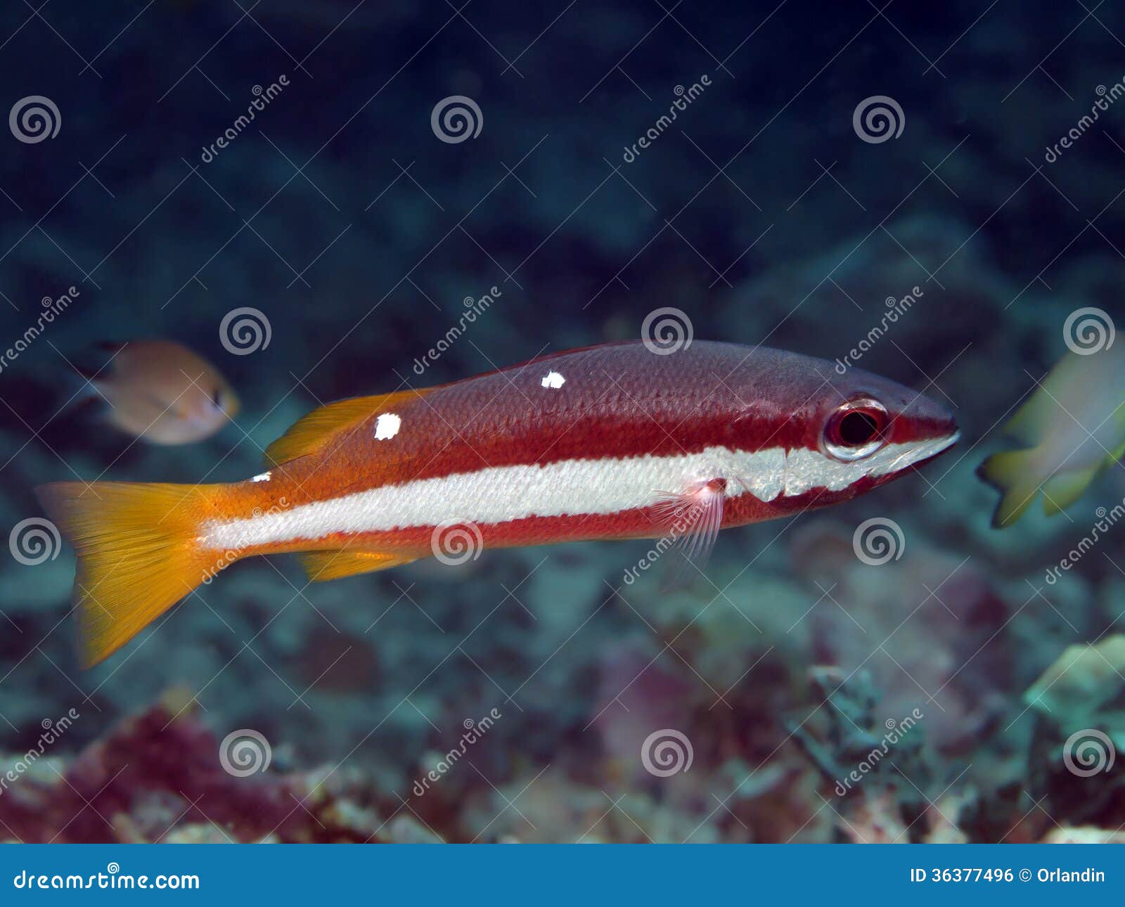 Two Spot Banded Snapper With Bright Yellow Tails Close Up Over Coral ...