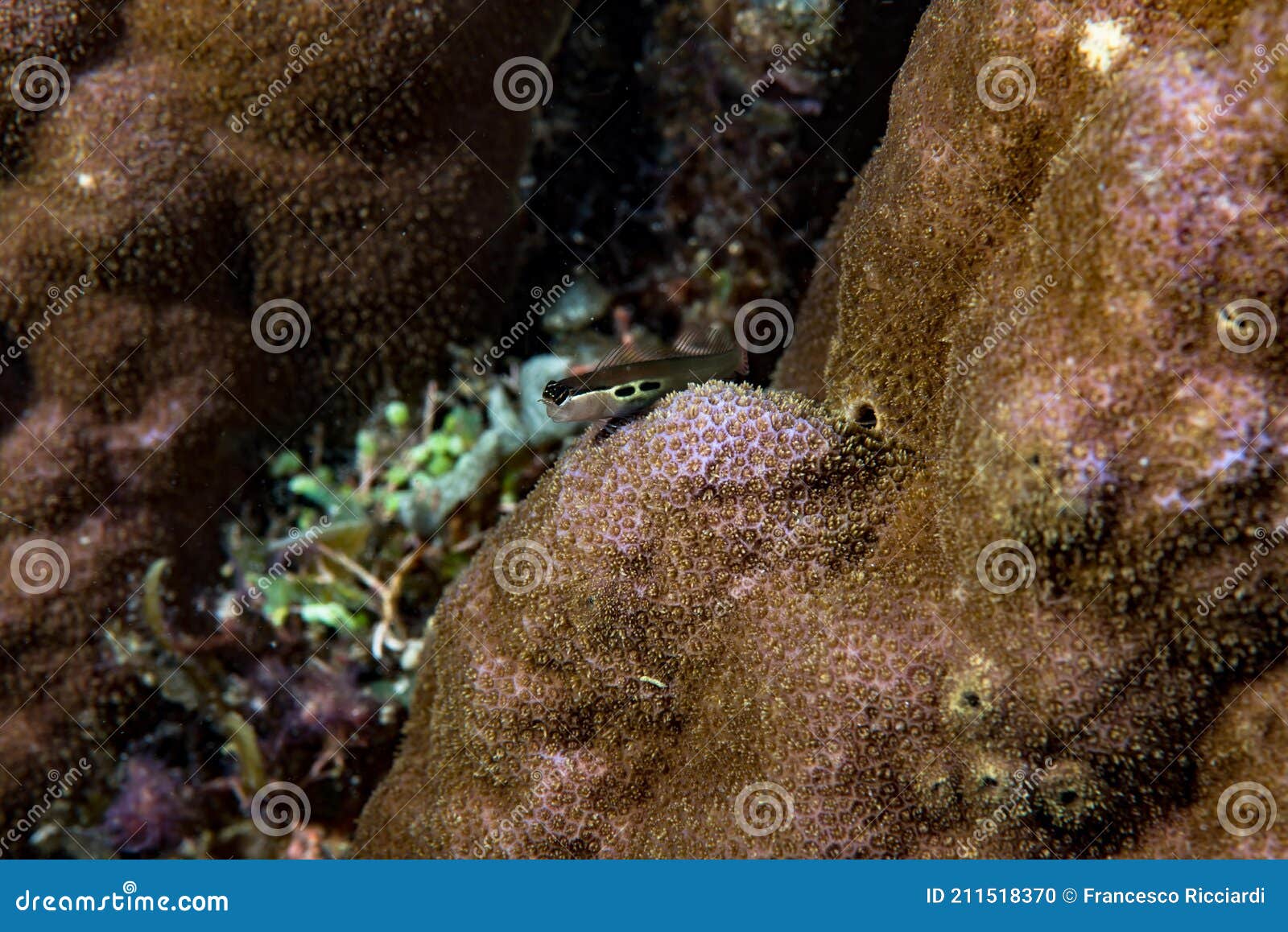 Two-Spot Combtooth Blenny Ecsenius Bimaculatus Stock Photo - Image of ...