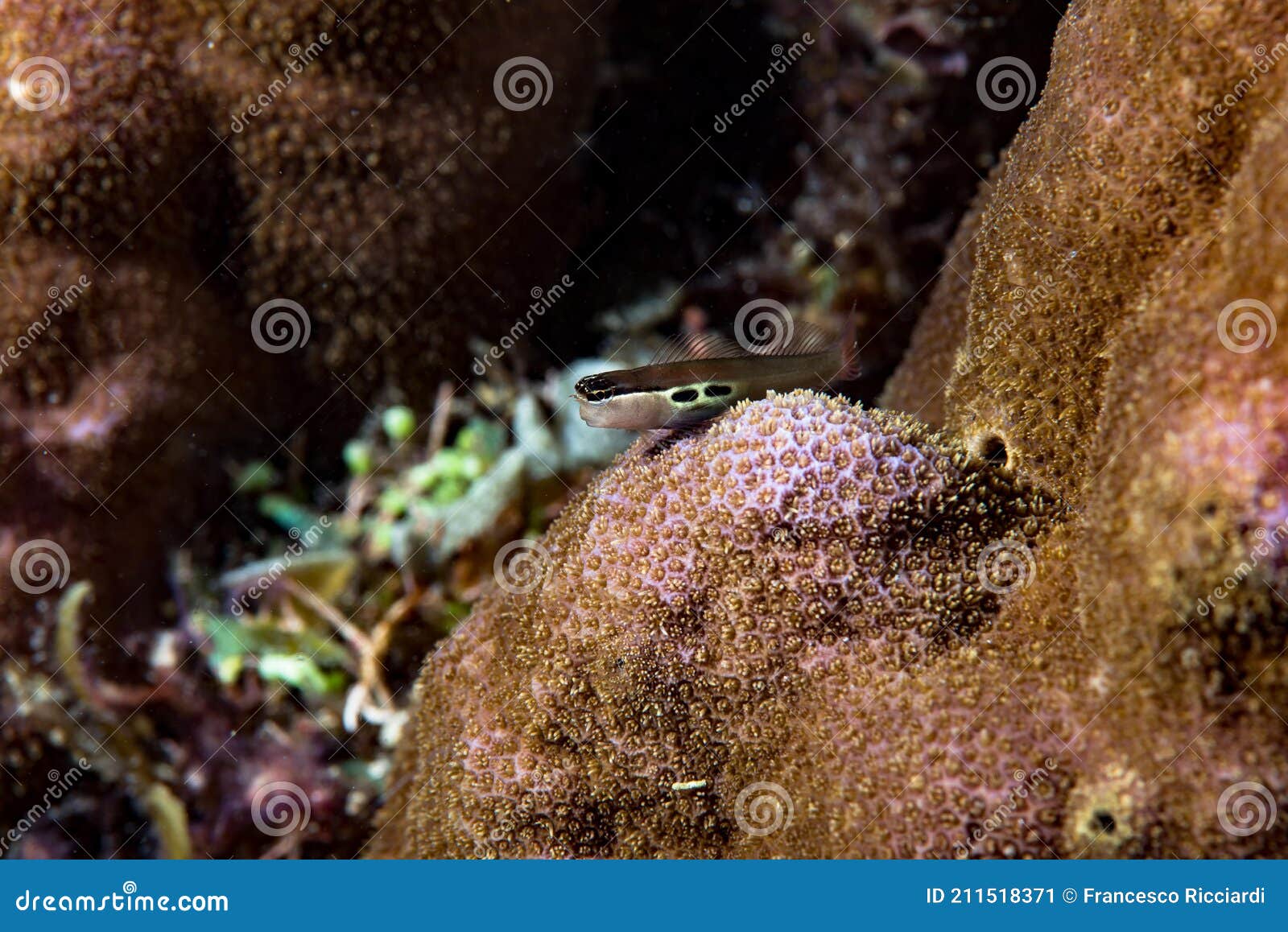Two-Spot Combtooth Blenny Ecsenius Bimaculatus Stock Image - Image of ...
