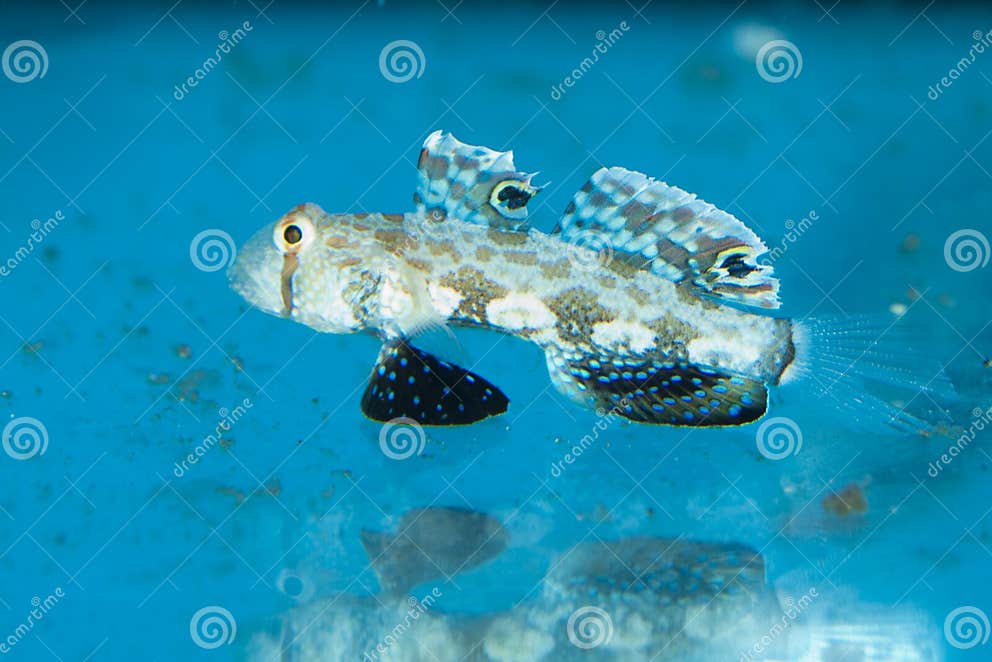 Two Spot Goby in Aquarium stock image. Image of underwater - 13109315