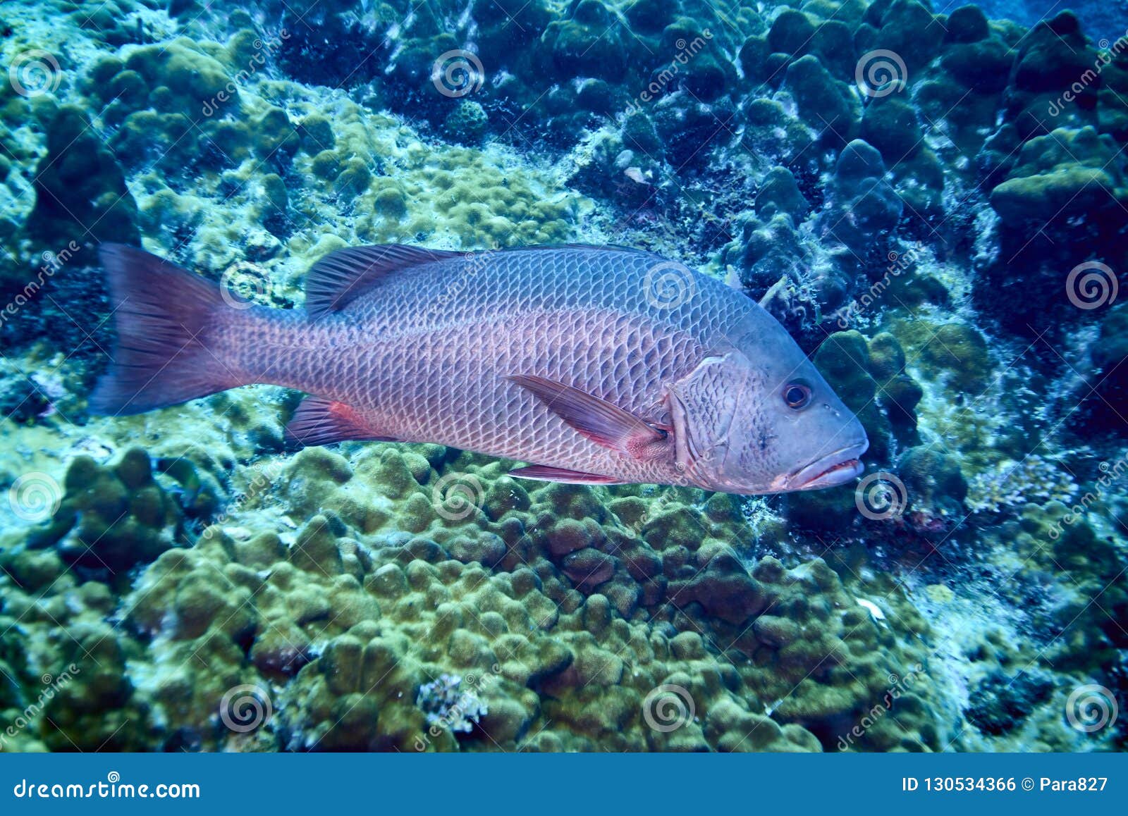 Two spot Red Snapper stock photo. Image of aquatic, beautiful - 130534366