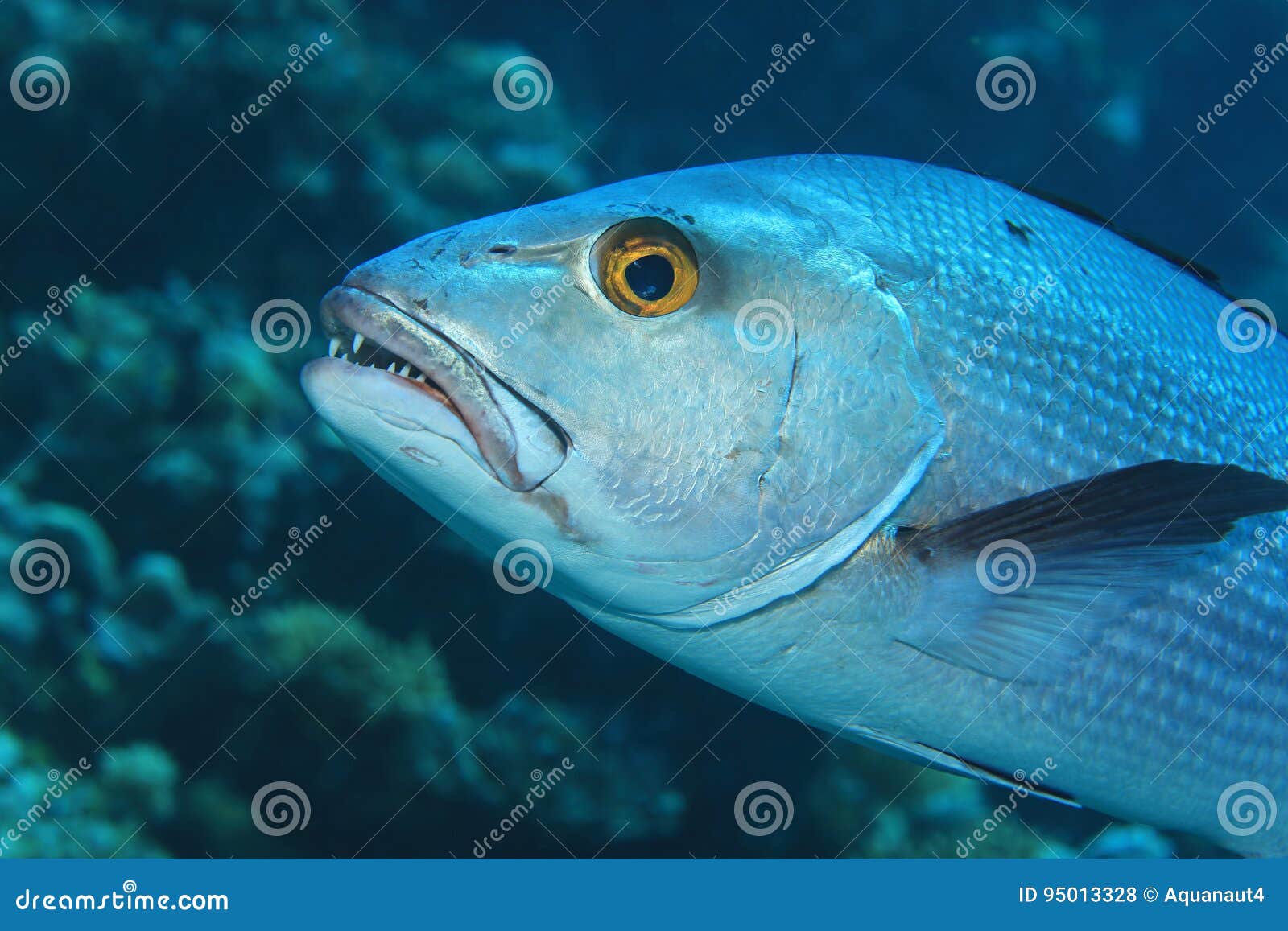 Two-spot red snapper fish stock photo. Image of ocean - 95013328