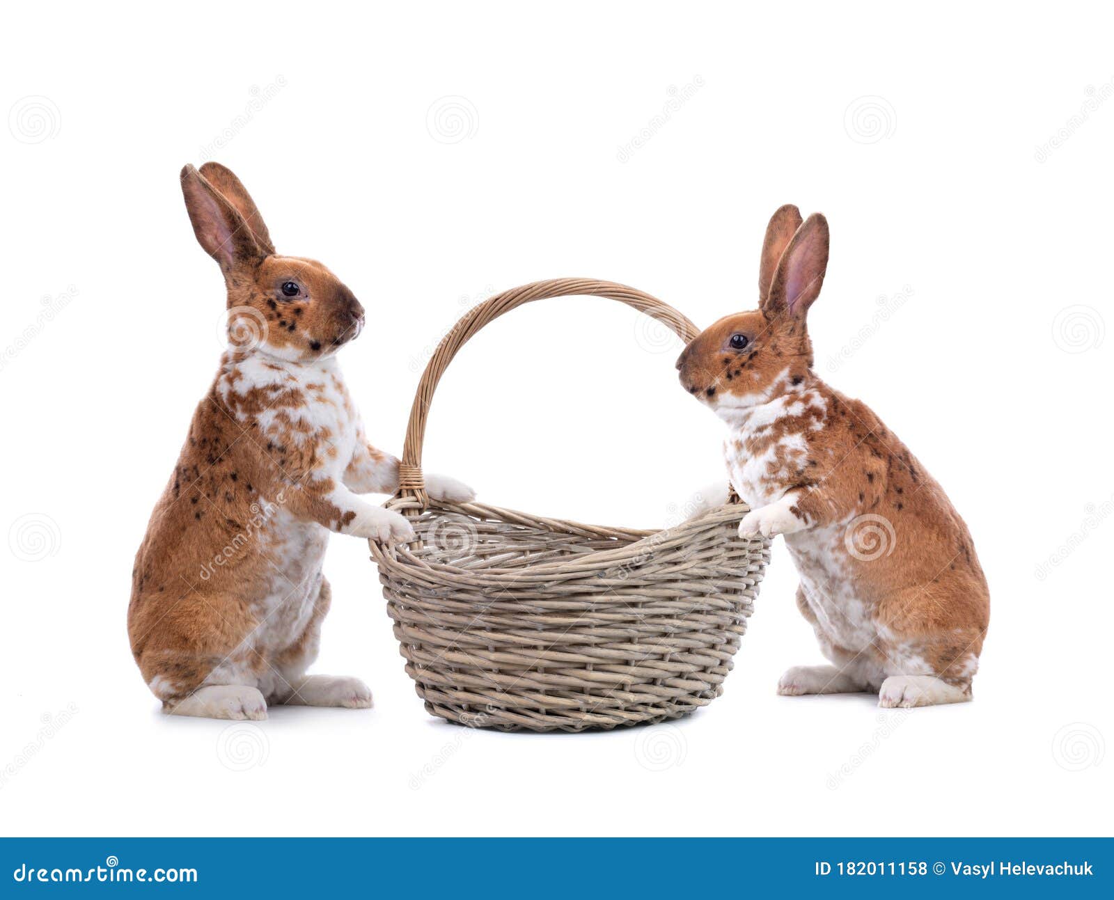 Two Spotted Bunny is Standing Near an Easter Basket Isolated on a White ...