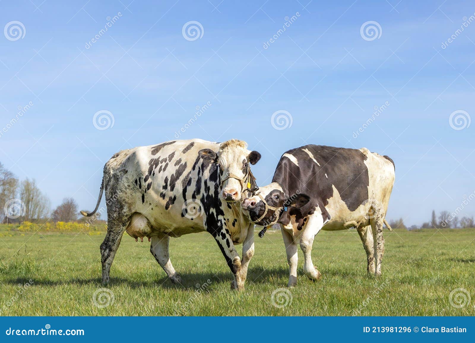 Two Cows Playfully Cuddling Each Other, Cows with a Strap Around the ...