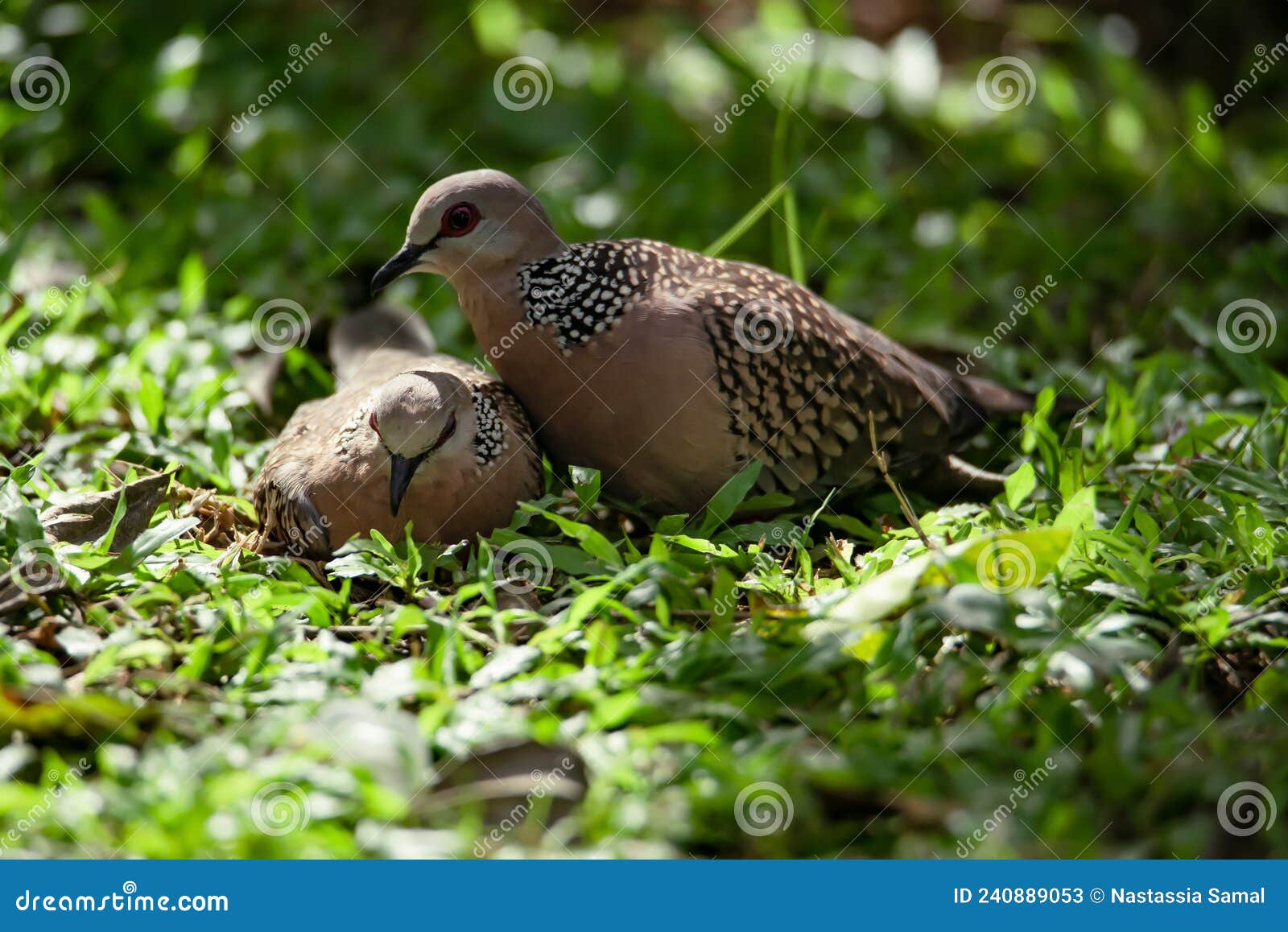 Two Spotted Doves Stay on Grass in Shadow Stock Image - Image of stay ...