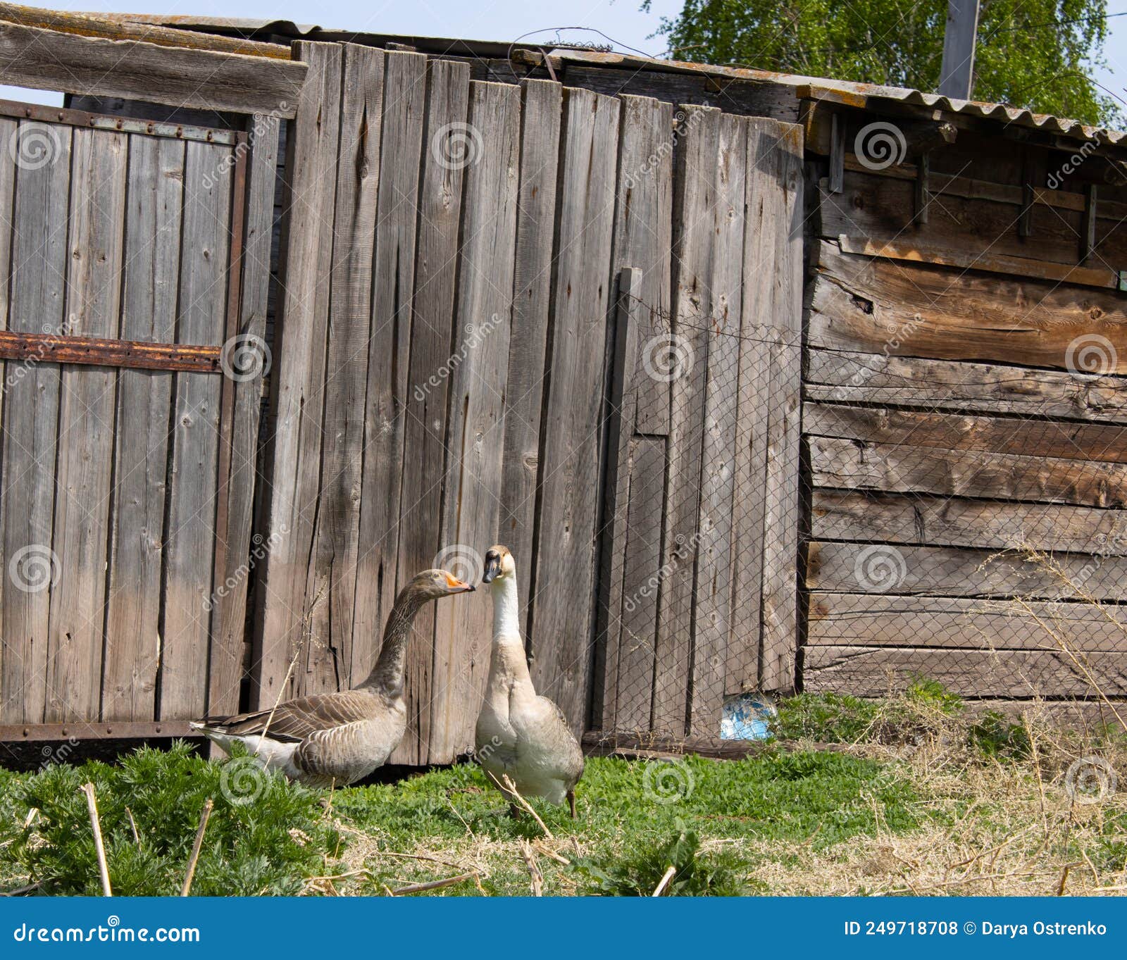 Two Spotted Geese are Walking in the Village. Stock Photo - Image of ...