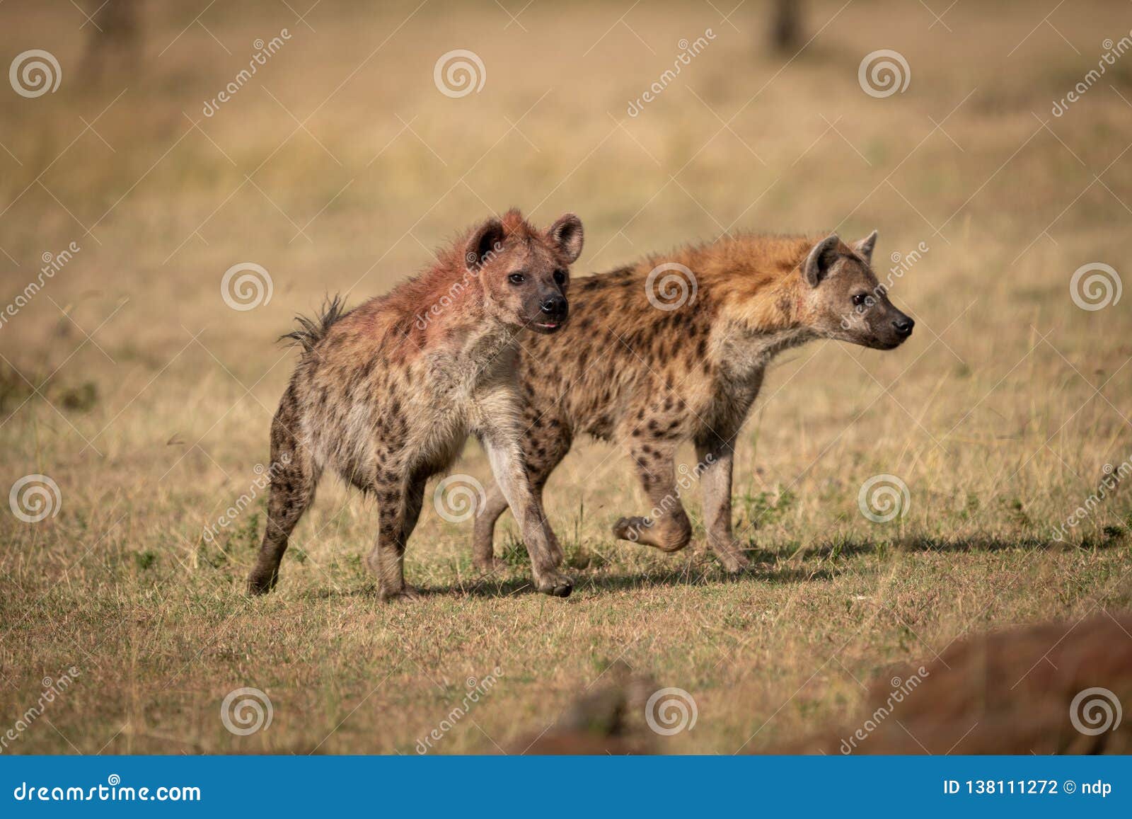 Two Spotted Hyena Run Across Sunny Grassland Stock Photo - Image of ...
