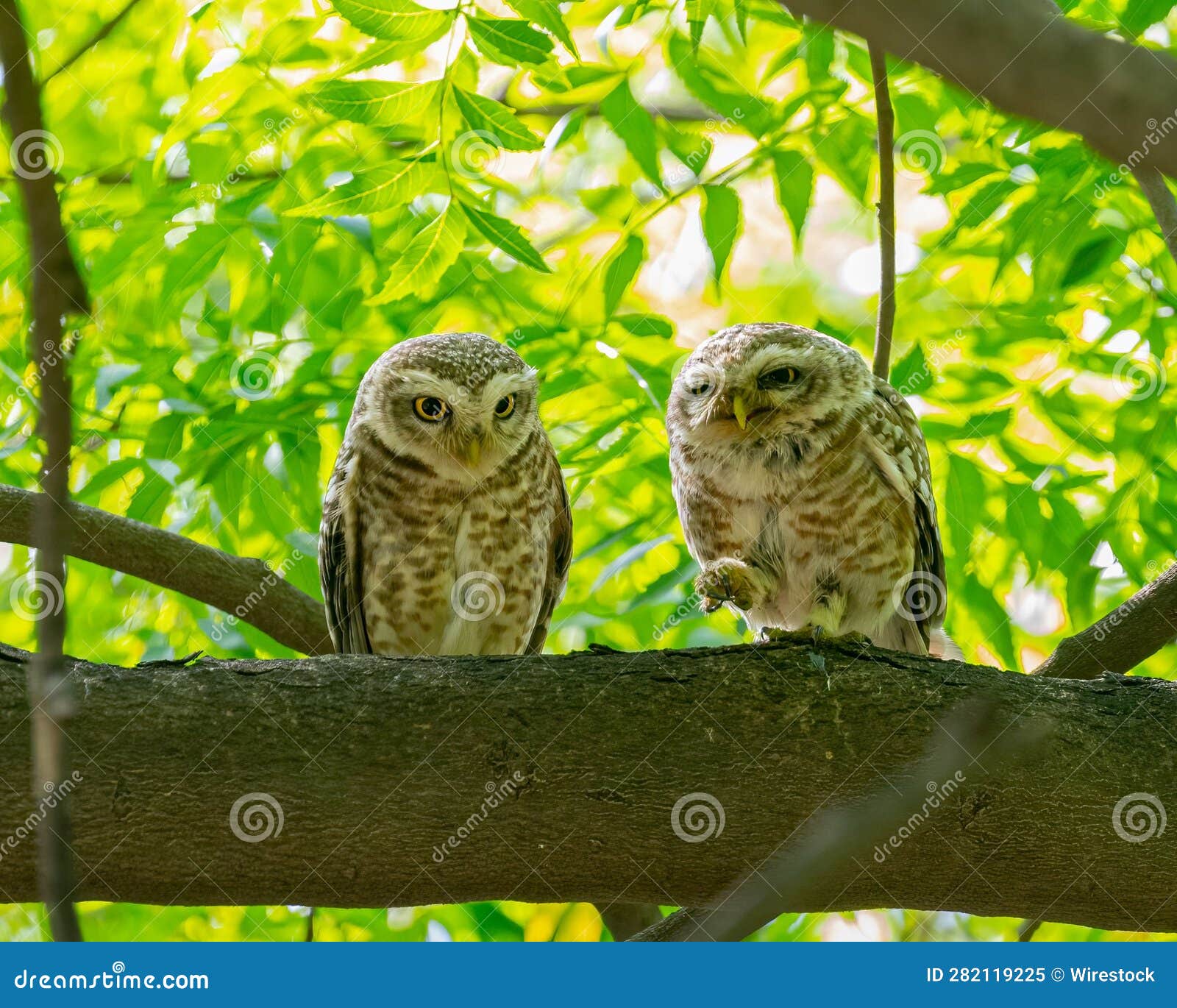 Two Spotted Owls Perched on a Tree Stock Image - Image of birds, nature ...