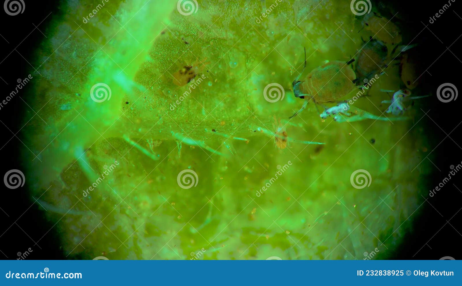 Spider Web Under Microscope