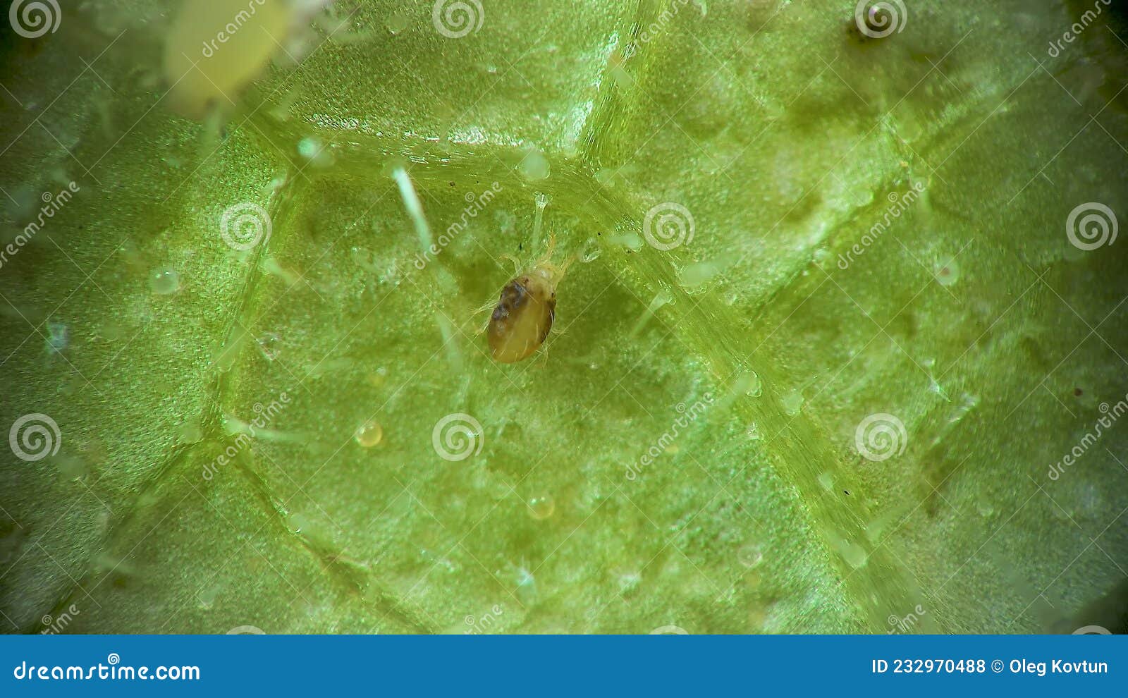 Two-spotted Spider Mite Under a Microscope, Tetranychus Urticae ...