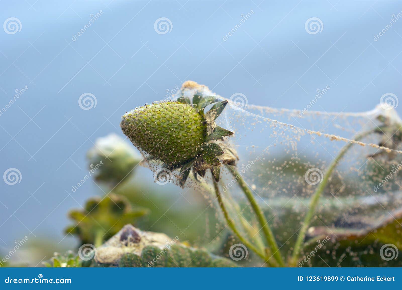 Two Spotted Spider Mite Webbing Stock Image - Image of mite, spider ...