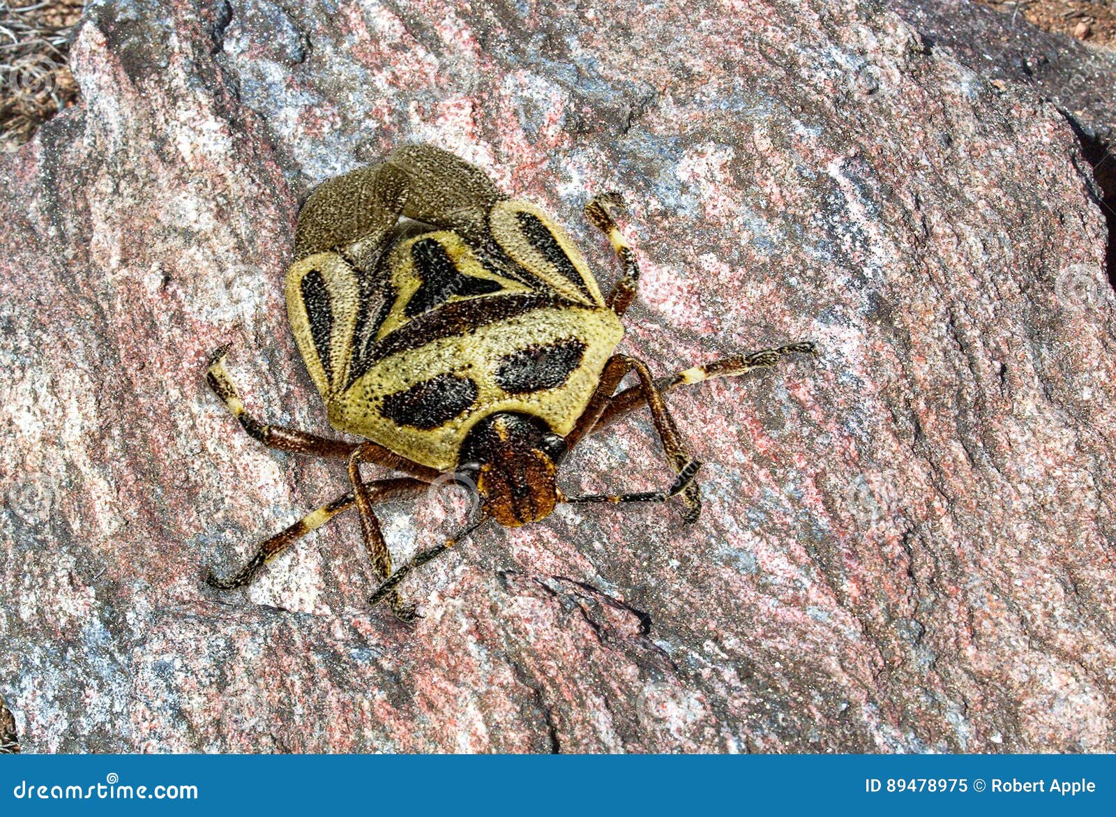 Two Spotted Stink Bug stock image. Image of outdoors - 89478975