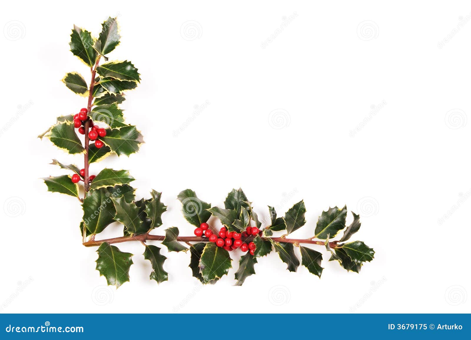 Two sprigs of holly stock image. Image of vertical, green - 3679175