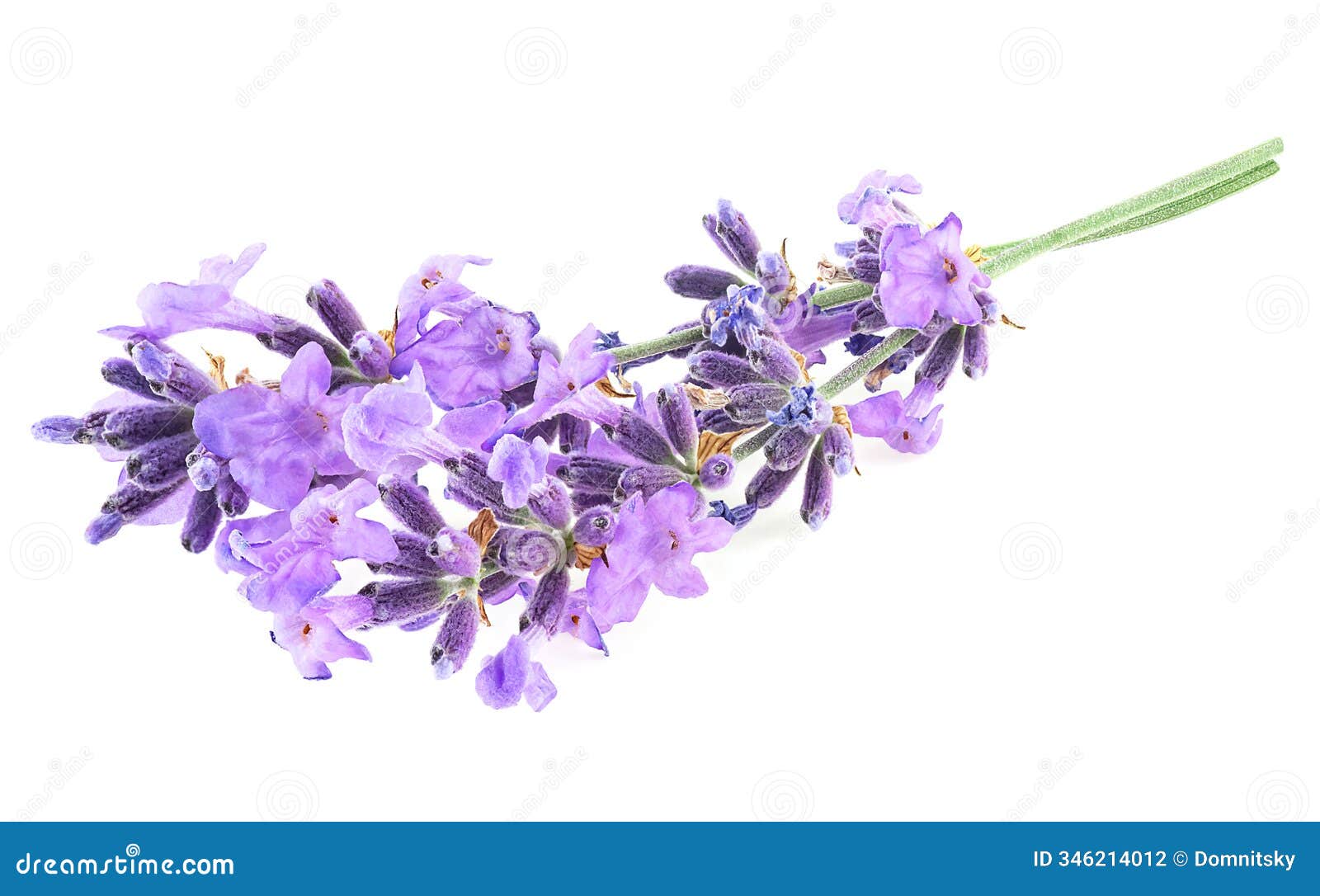 Two Sprigs of Lavender Flowers Isolated on White Background. Lavender ...