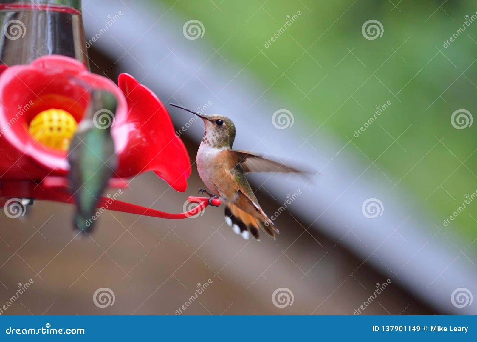 Two Hummingbirds Stock Photos - Download 227 Royalty Free Photos