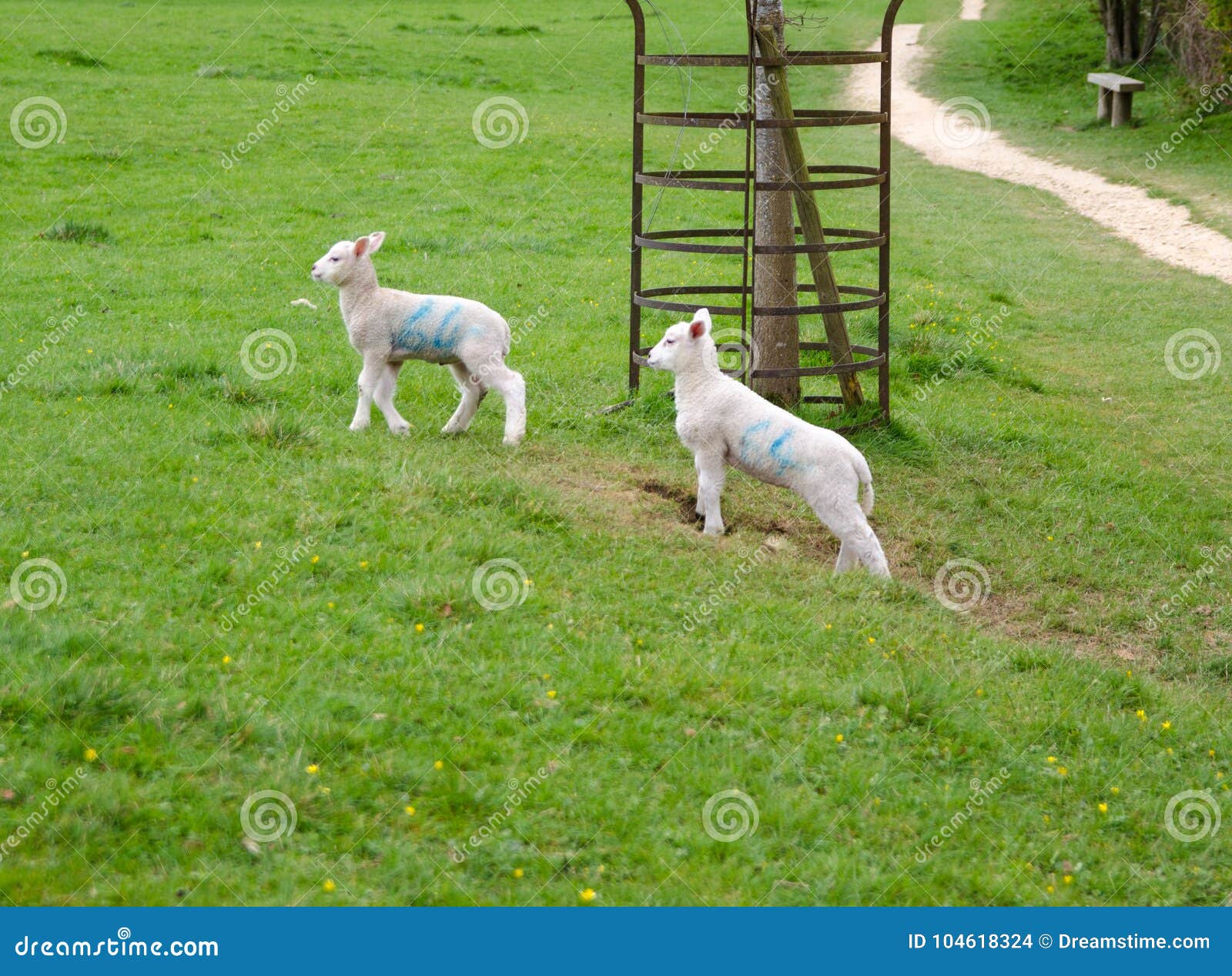 Two Spring Lambs Looking for Trouble Stock Photo - Image of farming ...