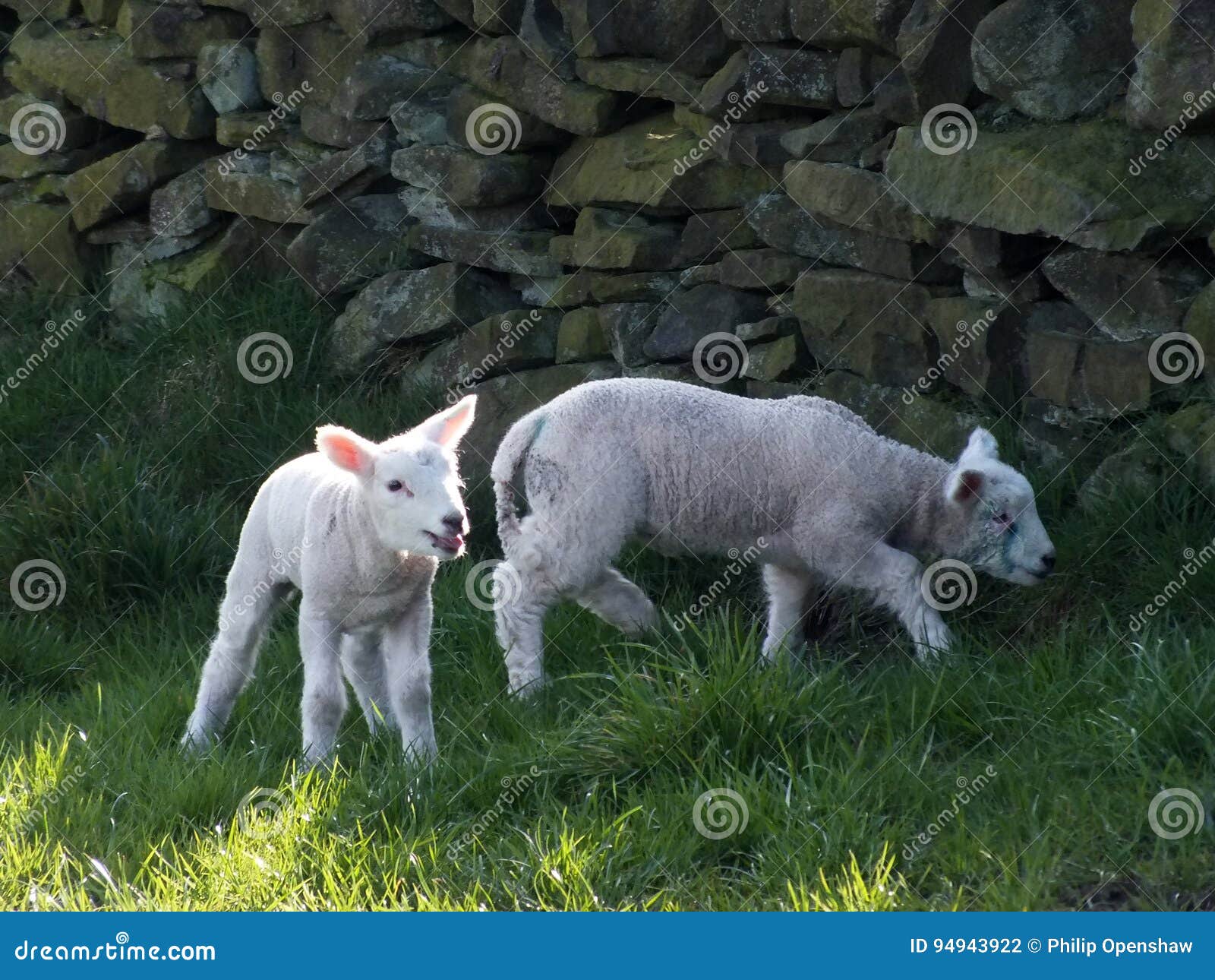 Two Spring Lambs Near a Stone Wall Stock Photo - Image of agriculture ...