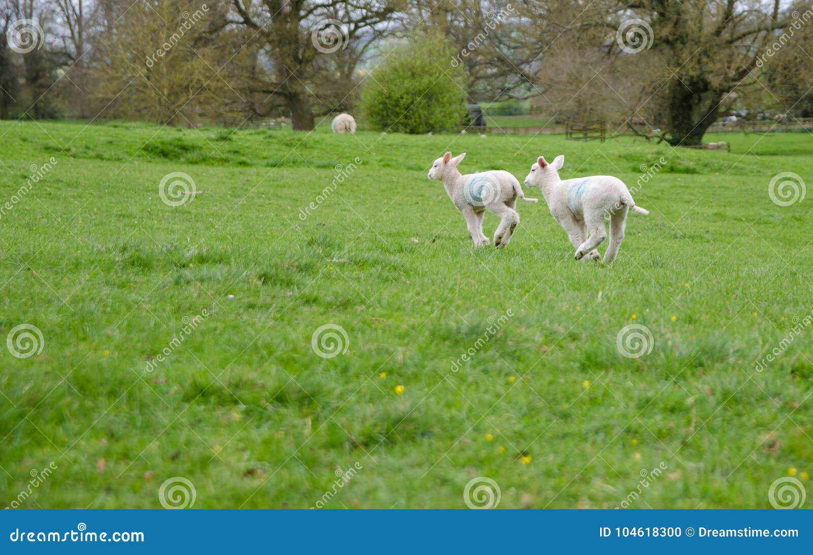 Two Spring Lambs Skipping through the Meadow Stock Photo - Image of ...