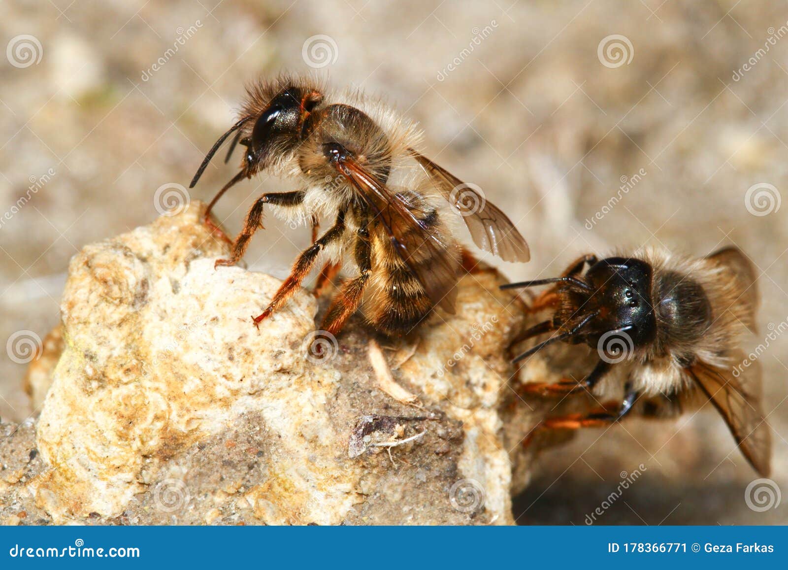 Mining Bee Colletes Succinctus On A Blue Salvia Flower Royalty-Free ...