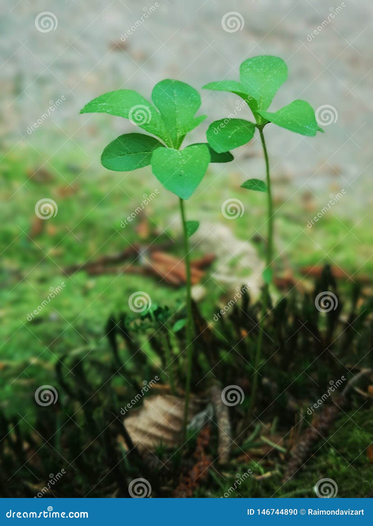 Two spring sprouts stock photo. Image of weak, slight - 146744890