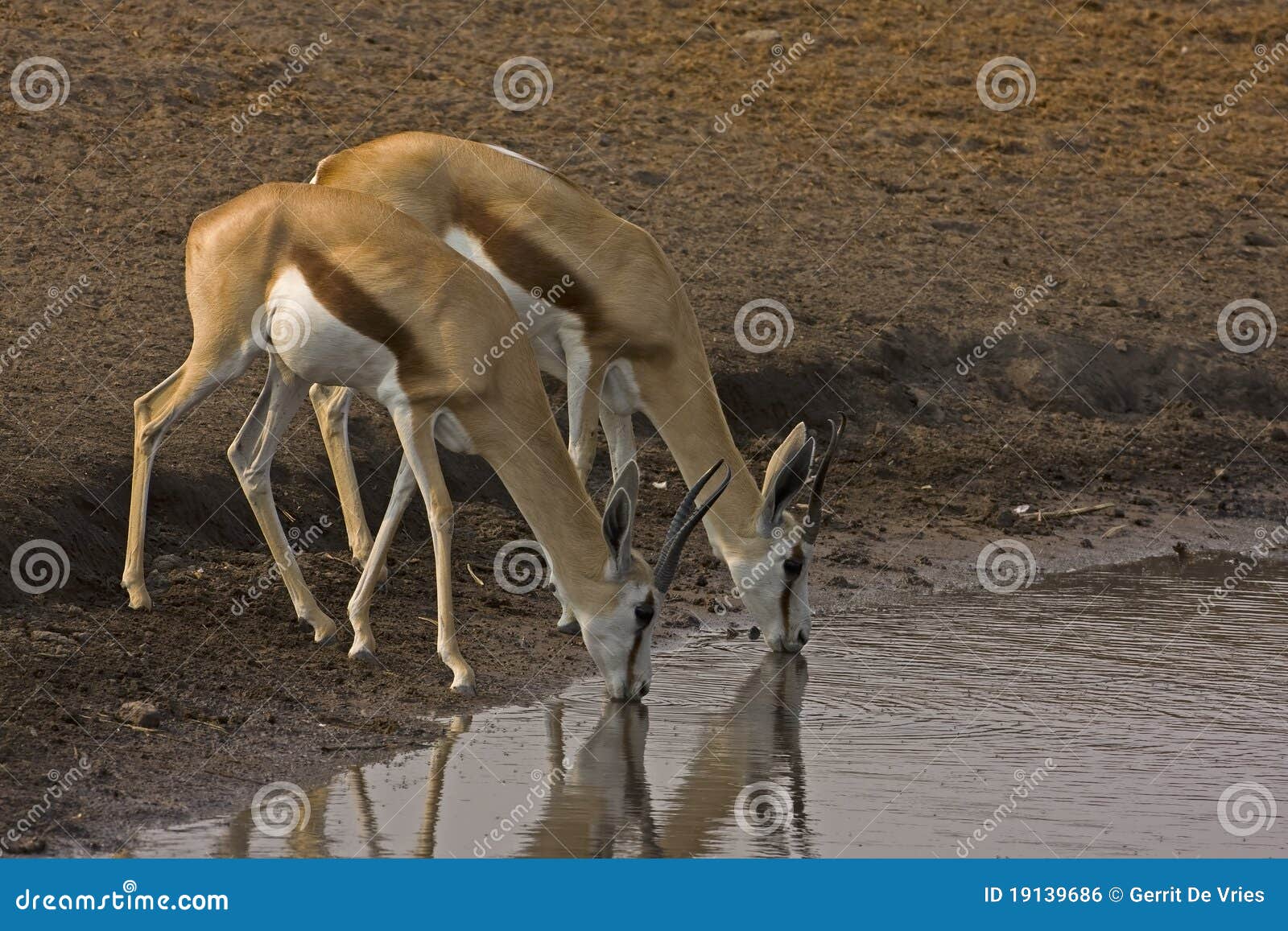 Two Springbok drinking stock photo. Image of south, thirst - 19139686