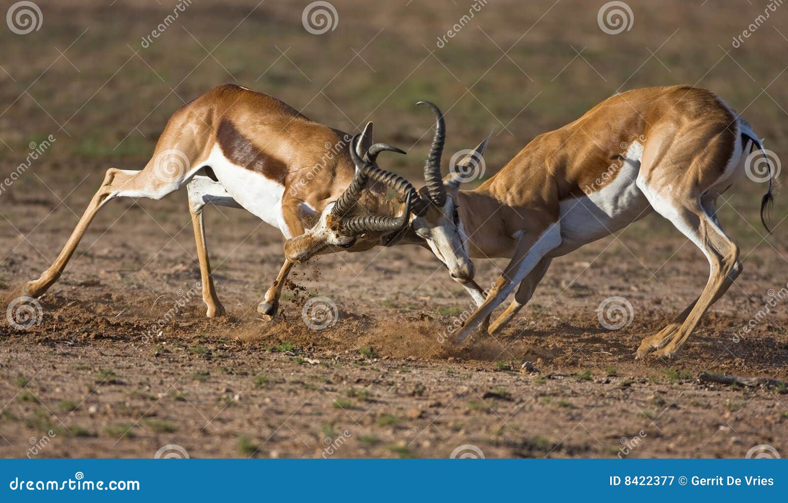 Two Springbok fighting stock image. Image of south, nature - 8422377
