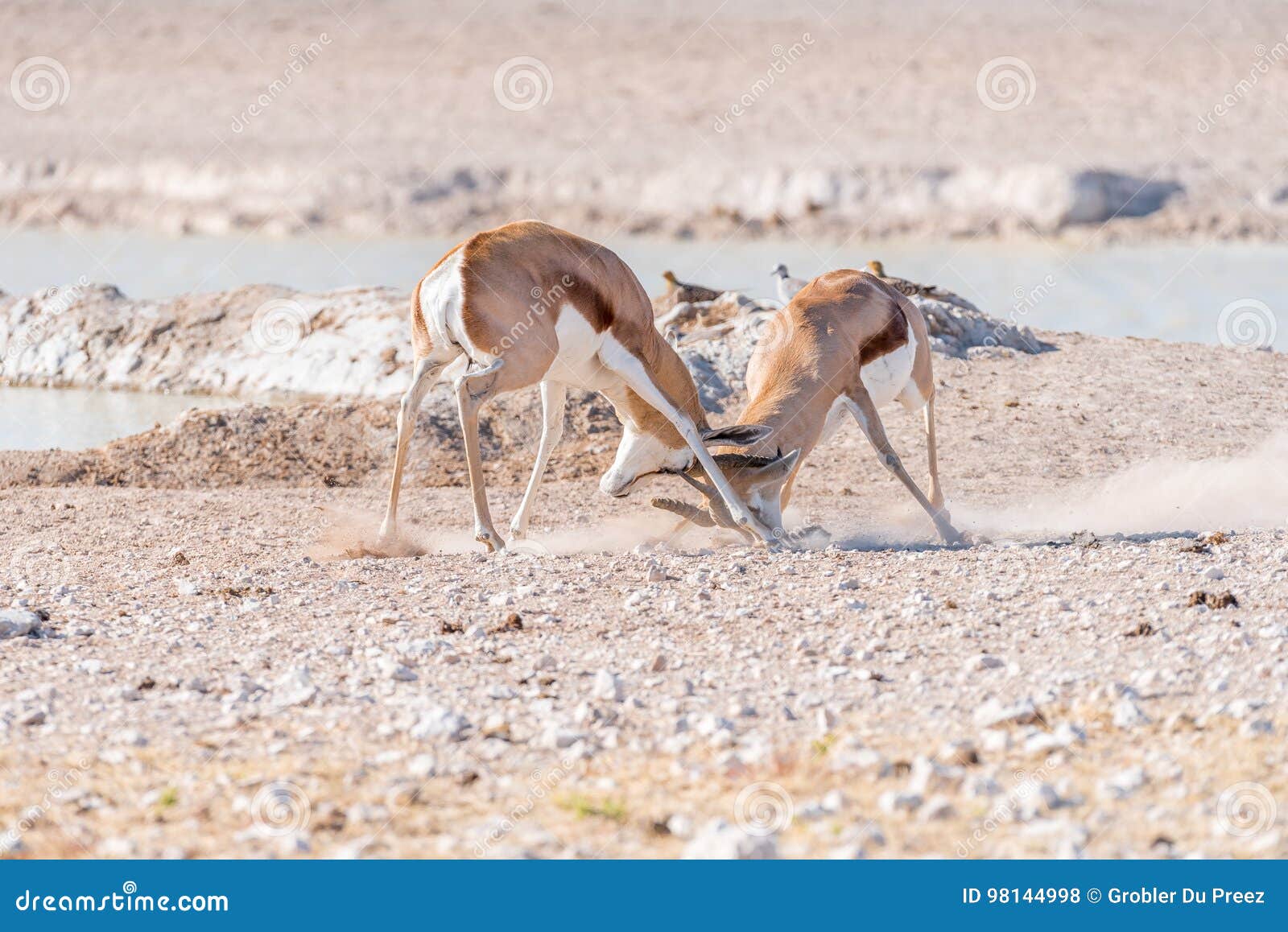 Two Springbok Rams Fighting Stock Photo - Image of africa, male: 98144998