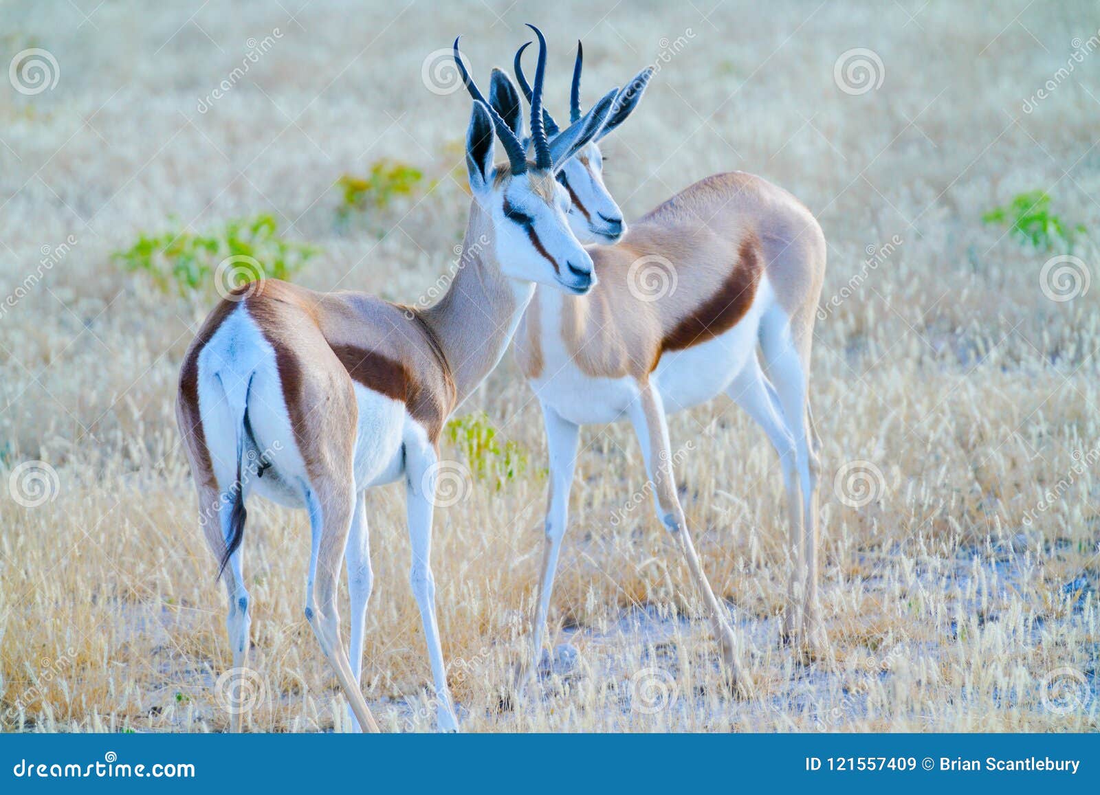Two Springbok Standing Together. Stock Image - Image of grazing, safari ...