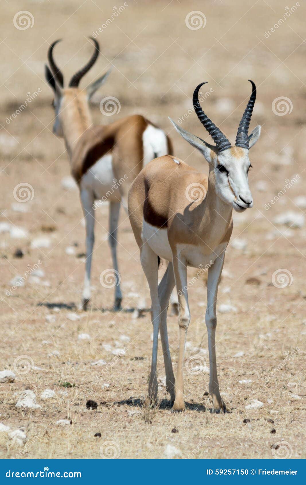 Two springboks stock photo. Image of brown, animal, etosha - 59257150