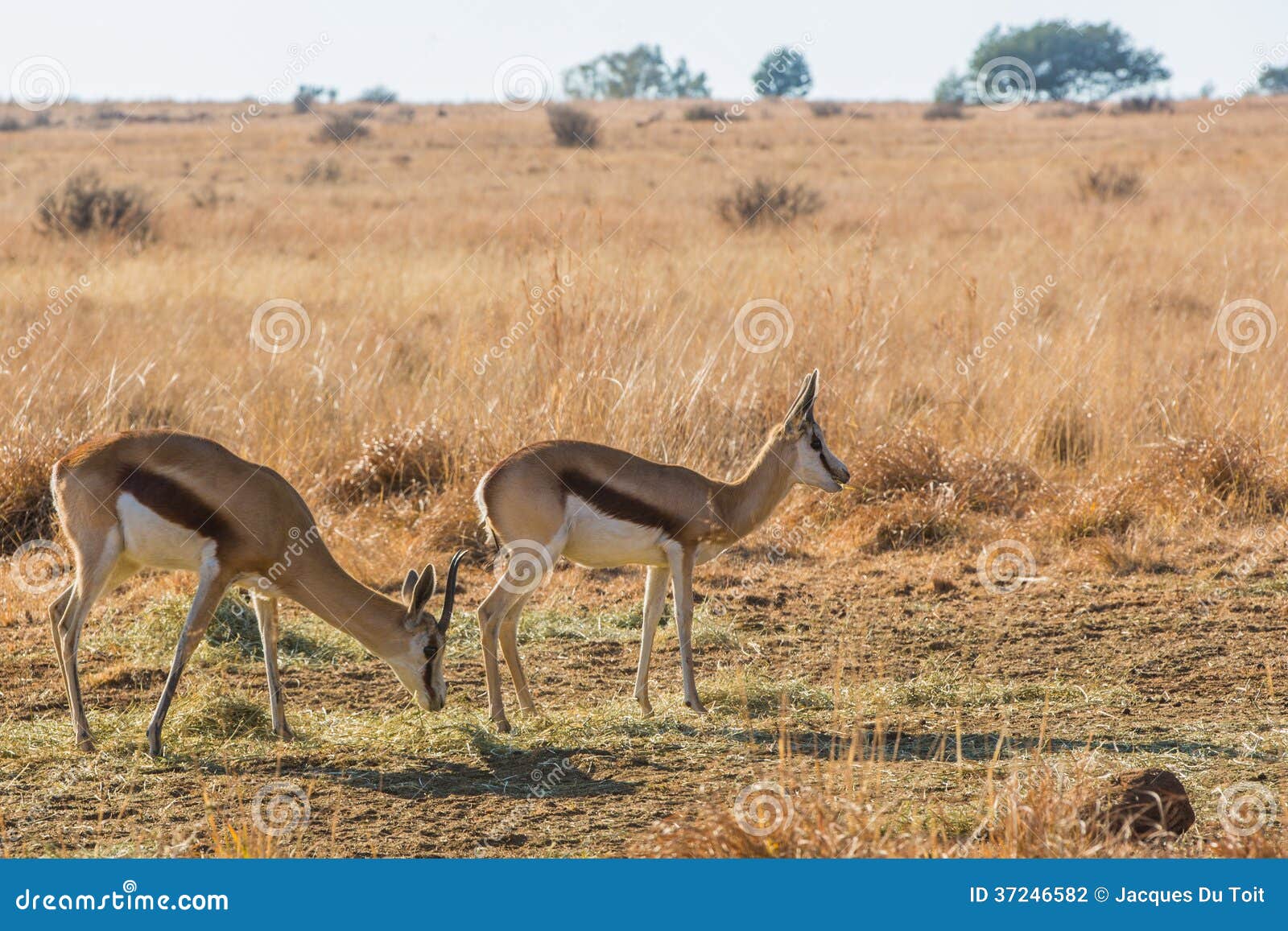 Two Springboks stock photo. Image of africa, photographs - 37246582