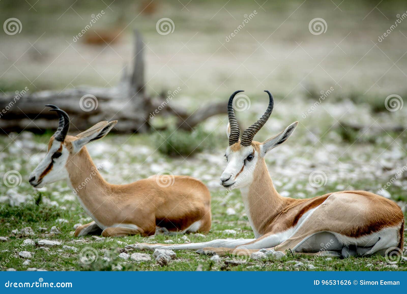 Two Springboks Laying in the Grass. Stock Photo - Image of elegant ...